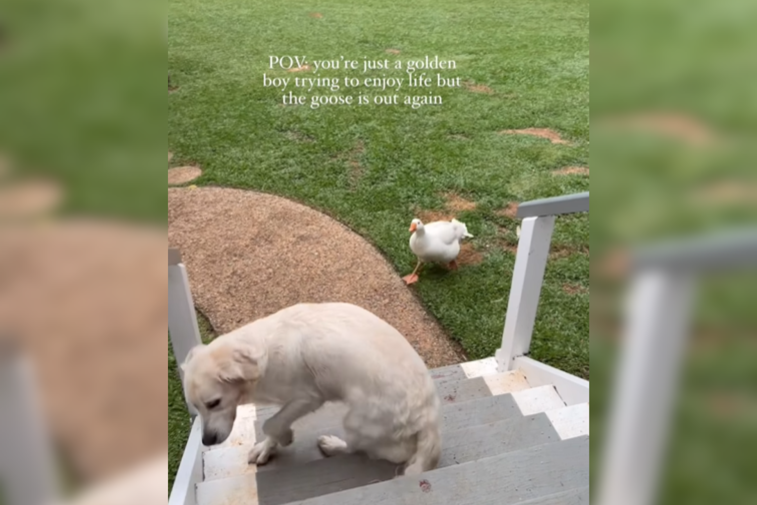 Golden Retriever Tries To Relax in the Backyard, Goose Has Other Ideas ...