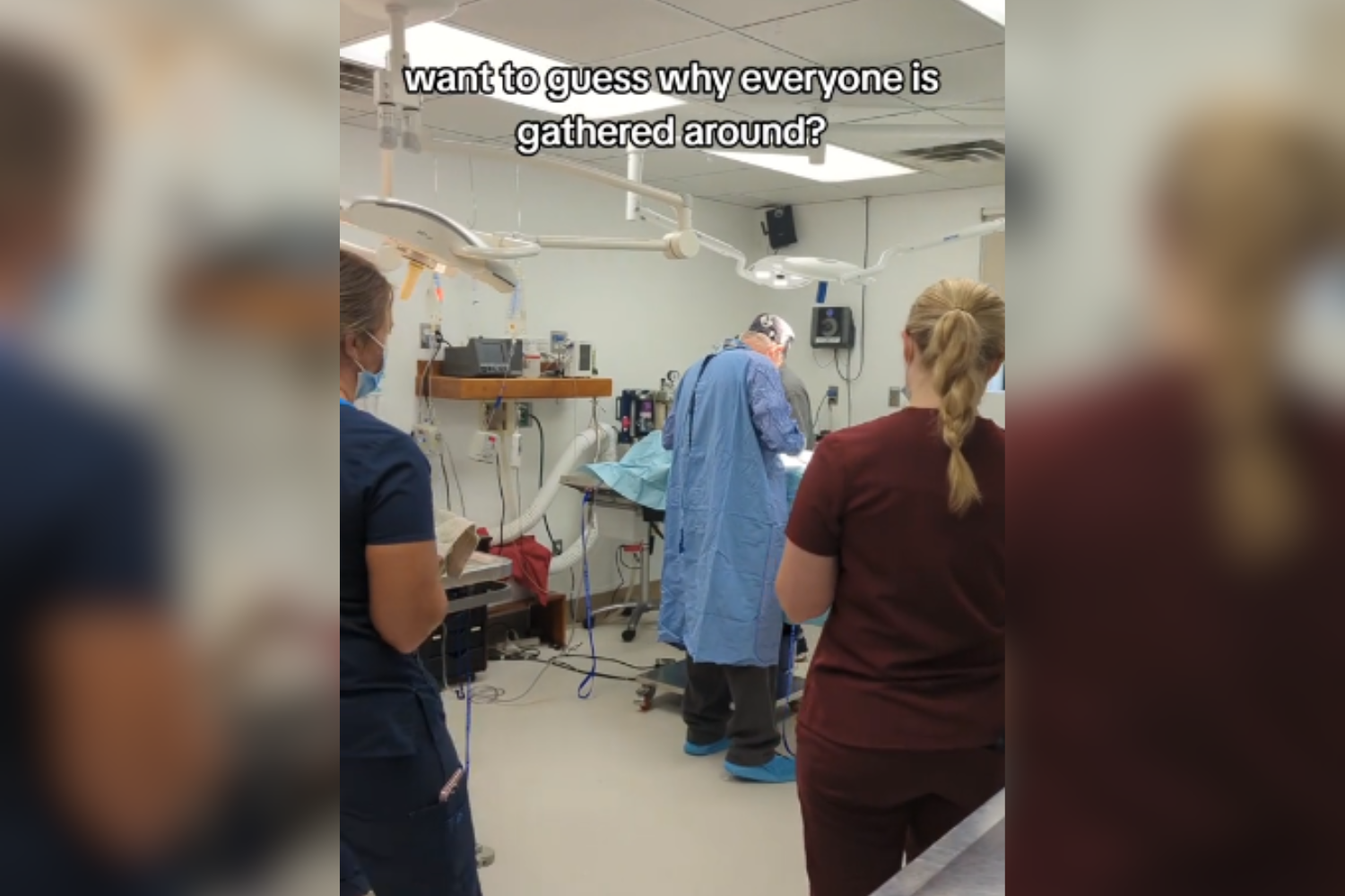 Most Adorable Reason Vets Gather Round Table as 'Elusive' Puppies Born ...