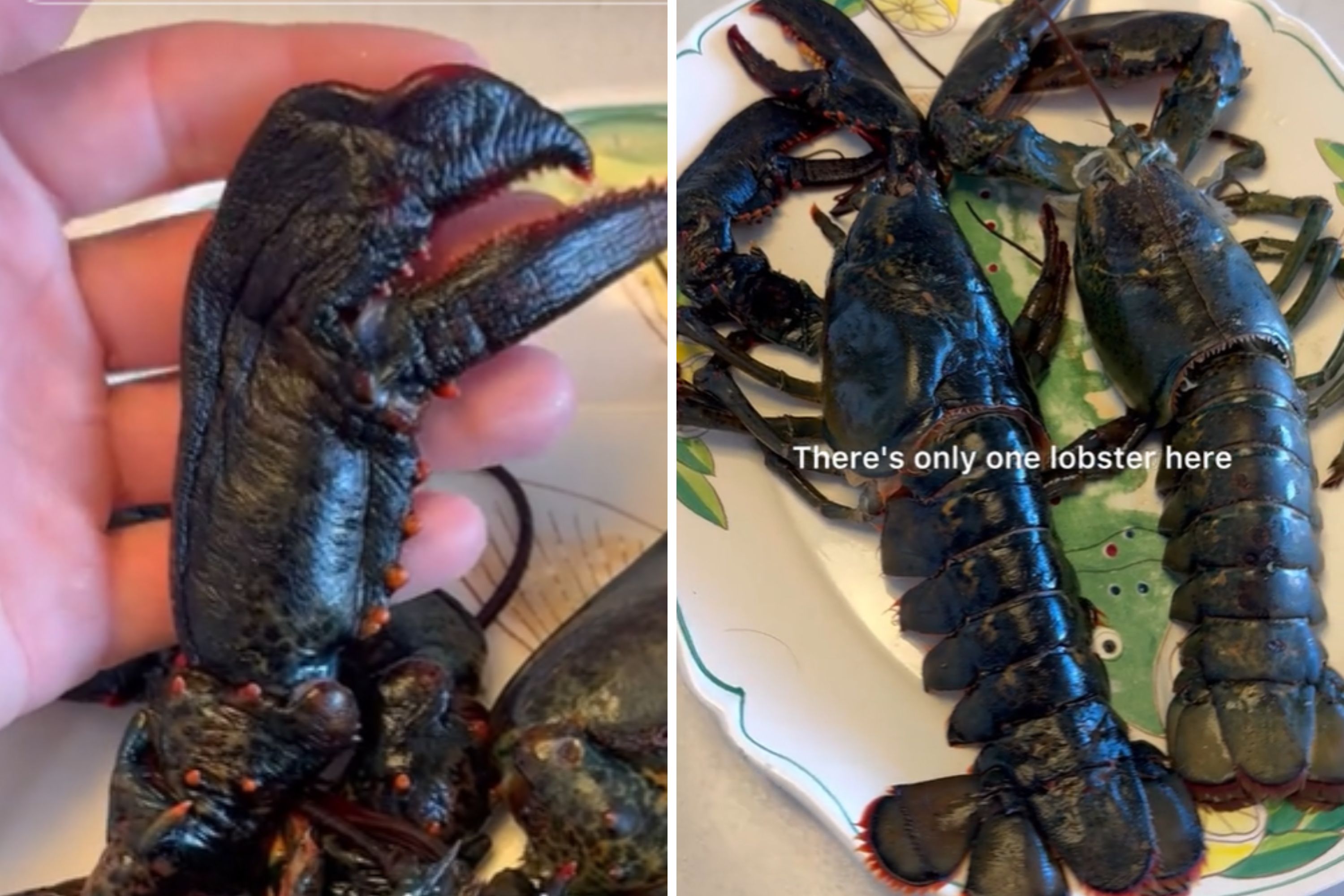 Man Captures Lobster, Then It Does Something He's 'Never Ever Seen ...