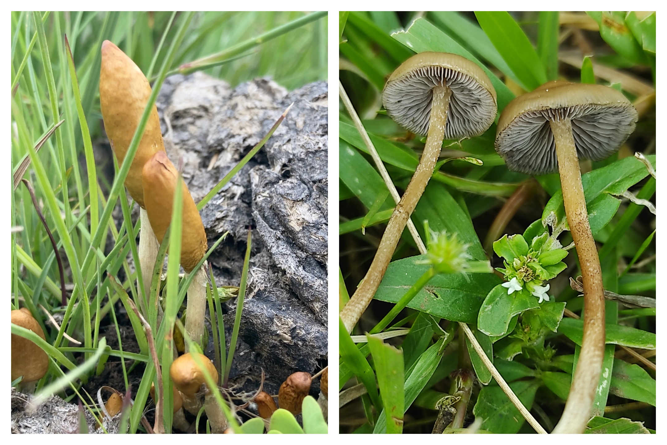 Scientists Discover Two New Species of Hallucinogenic Mushroom - Newsweek Scientists Discover Two New Species of Hallucinogenic Mushroom - Newsweek