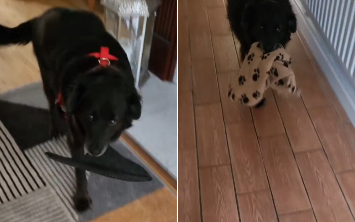 What It Means If Your Dog Brings You Random Objects as a 'Present ...