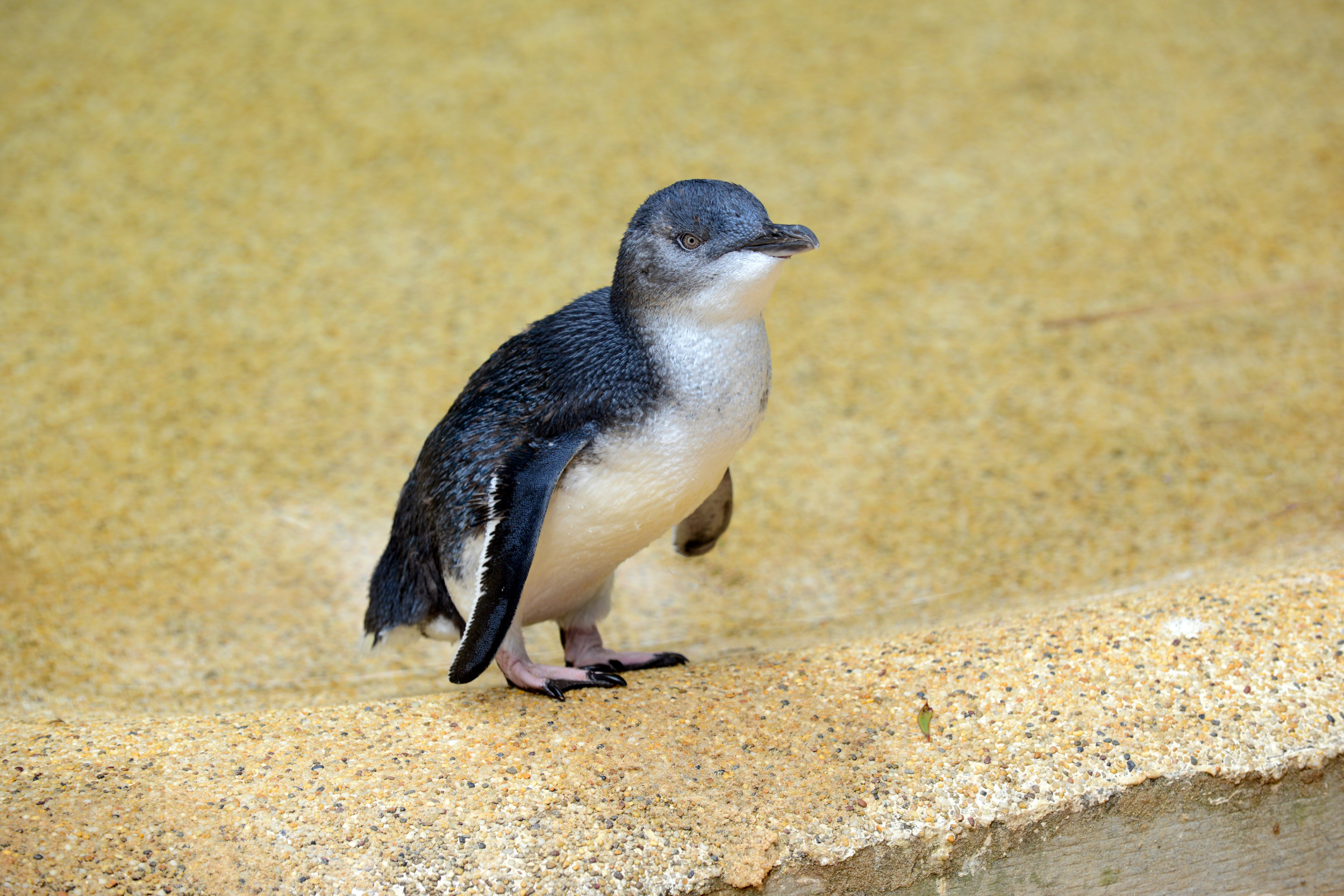 Protected Blue Penguins Die After Dog Attack - Newsweek