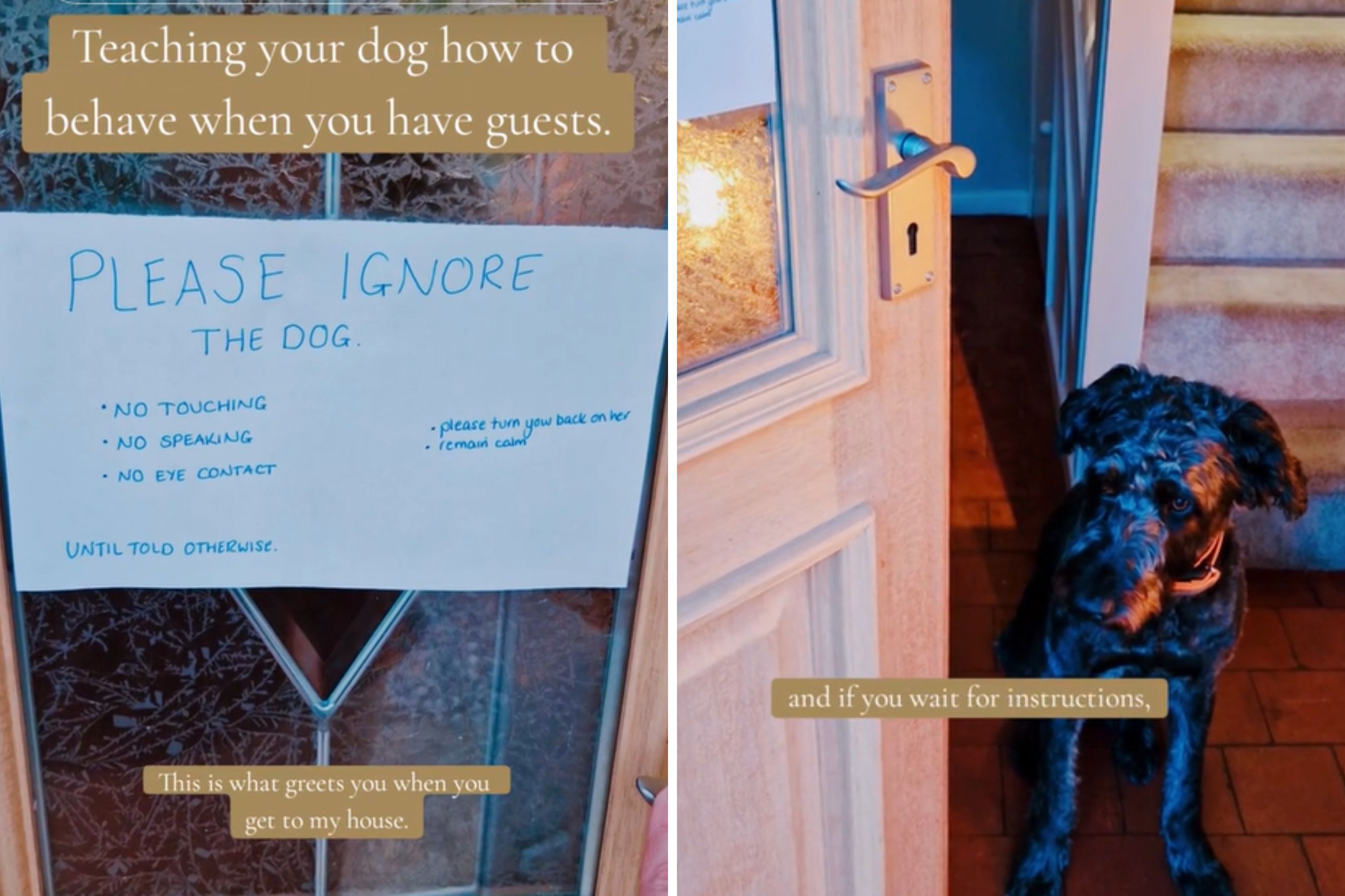Woman Puts Sign on Door To Warn Guests About 'Rabid Muscle' Guard Dog ...