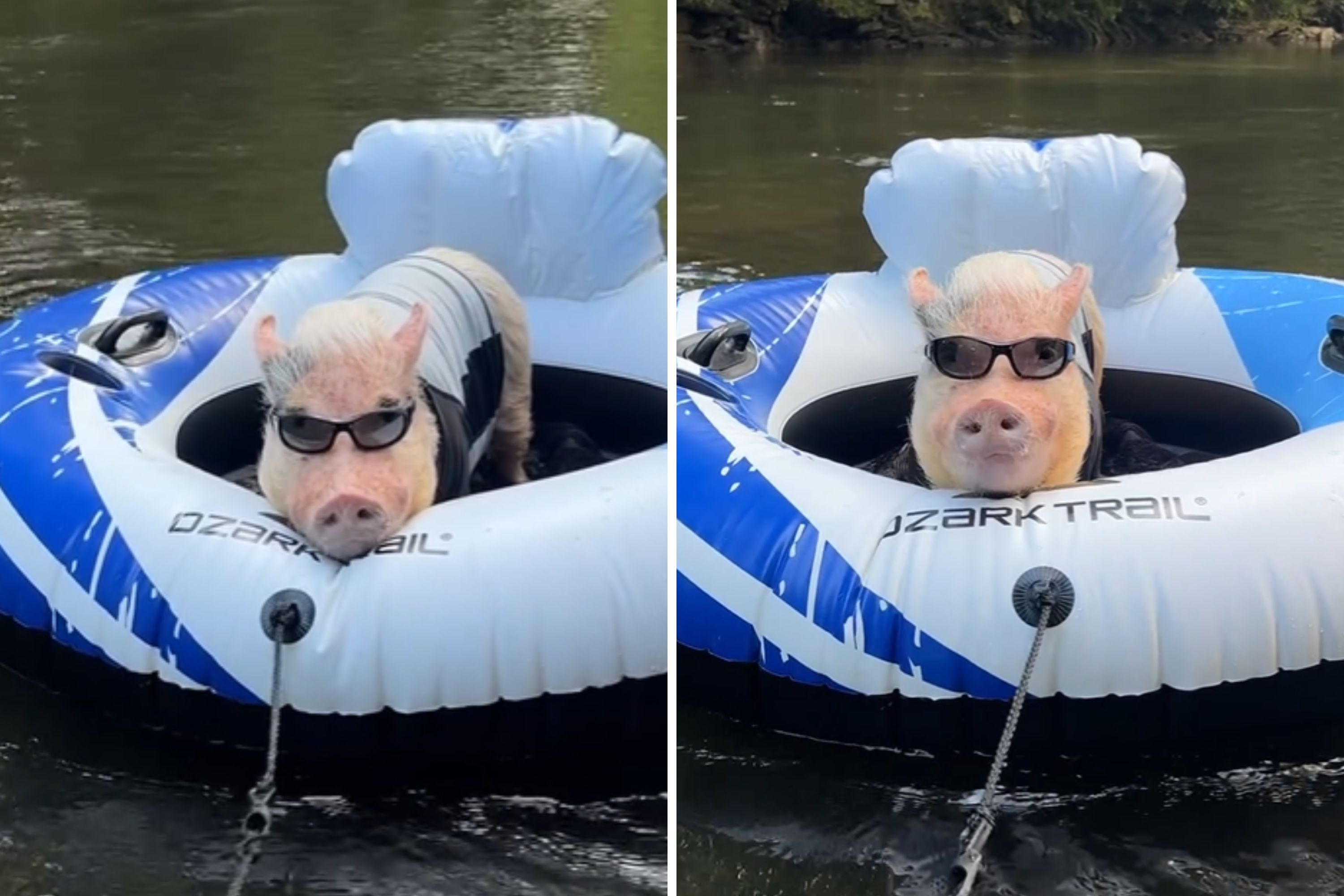 Pig Living His Best Summer Life Floating Down River in Tube at ...