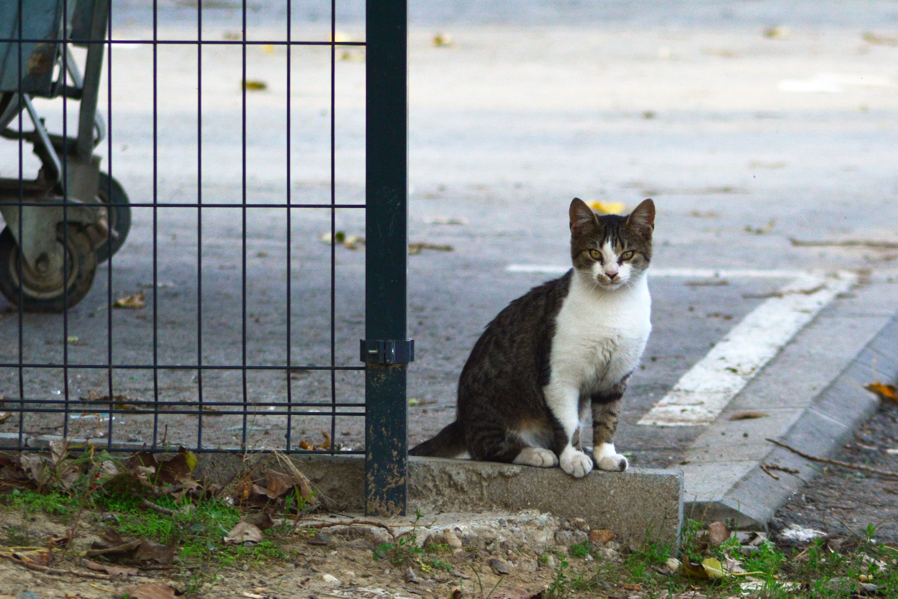 Moment Cat Escapes From Pet Sitter Caught on Camera, Then Rescuer Steps ...