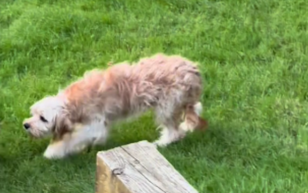 Tears At Rescue Dog's Transformation After Just 12 Days With Foster ...