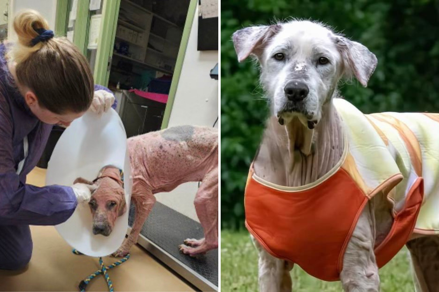 See 13-Year-Old Shelter Dog's Journey From 'Saddest Condition' to ...