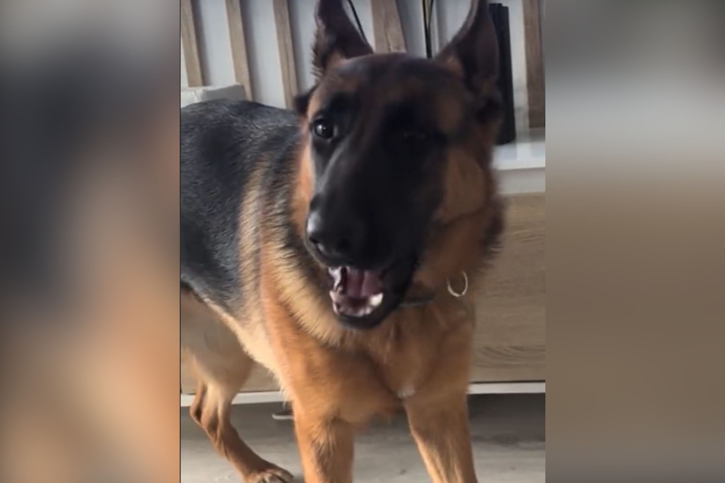 Watch How German Shepherd Barks at Owners v. Strangers—'Personality Change' - Newsweek