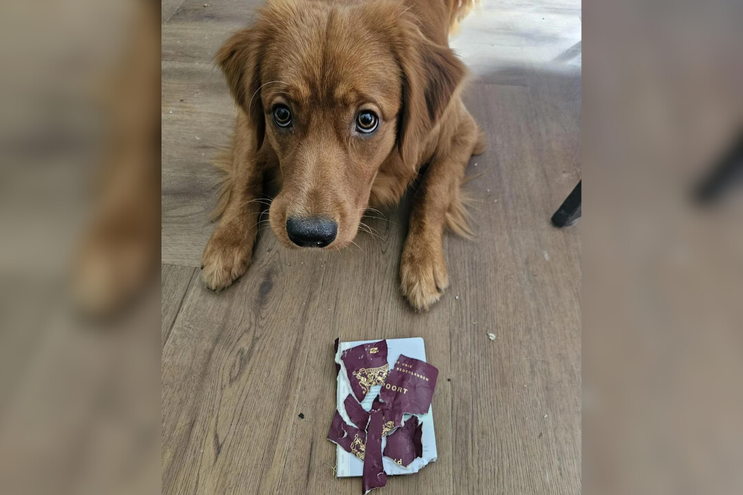 Woman Realizes What Dog Did to Her Passport Two Days Before 12-Hour ...
