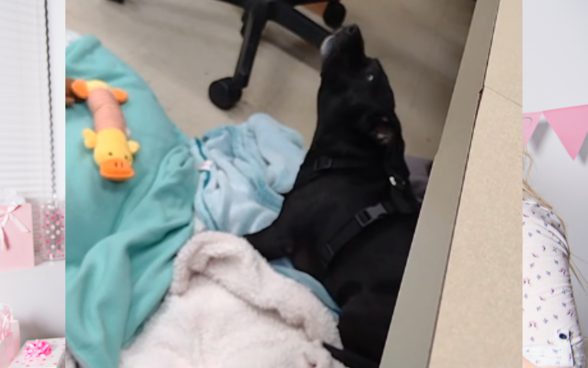 Watch Shelter Worker's Pet Dog Sing in Act of 'Solidarity' With the ...