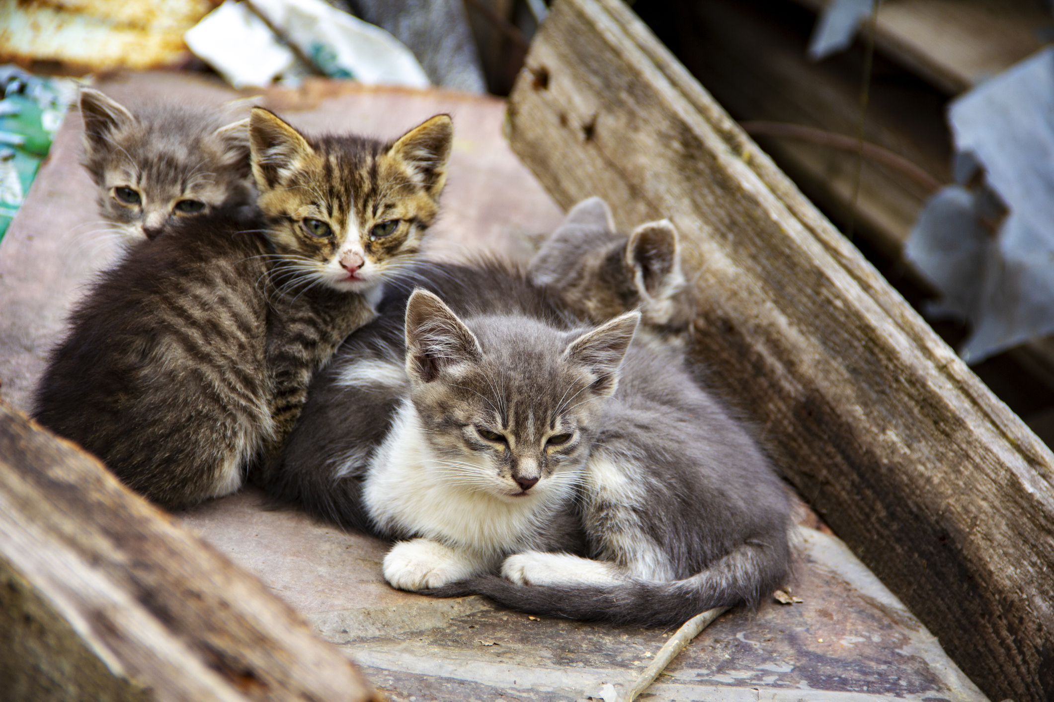 Four Kittens Rescued From 'Rotting Pile of Junk' Reach Emotional ...