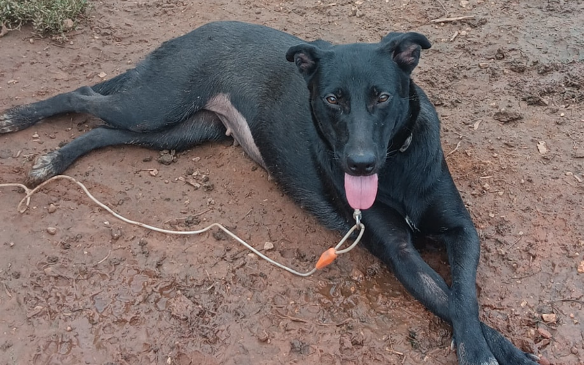 Dog Who Has Been in Shelter Since She Was Puppy Goes on 'First Walk ...