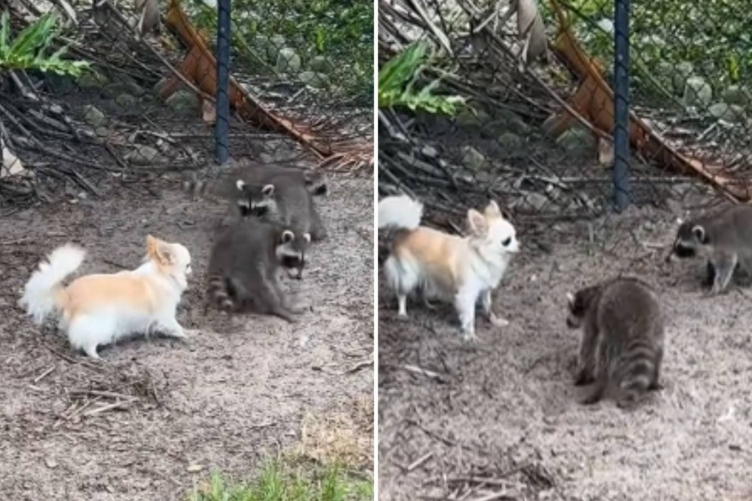 3 Baby Raccoons Wander Into Woman's Yard, Chihuahua Instantly Makes ...