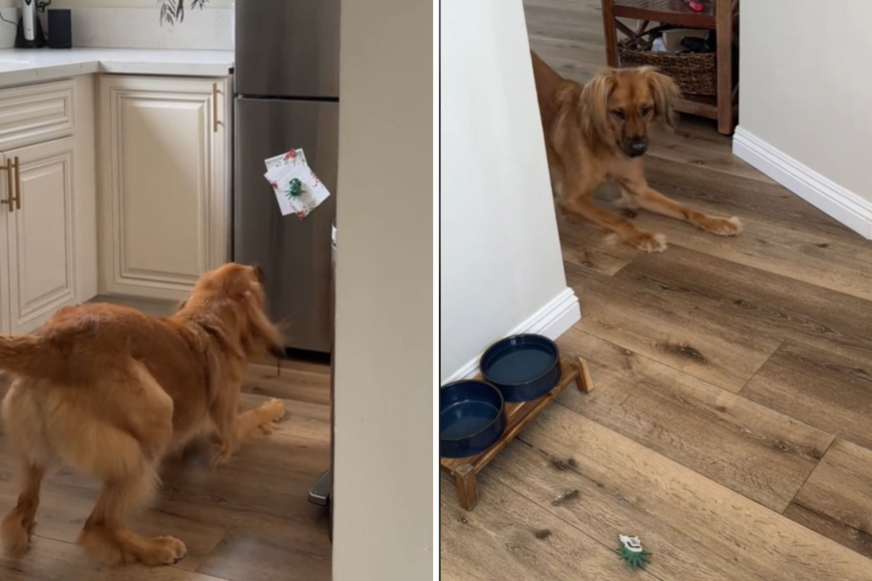 After Taking Dog Year To Notice Refrigerator Magnet—She Instantly Hates ...