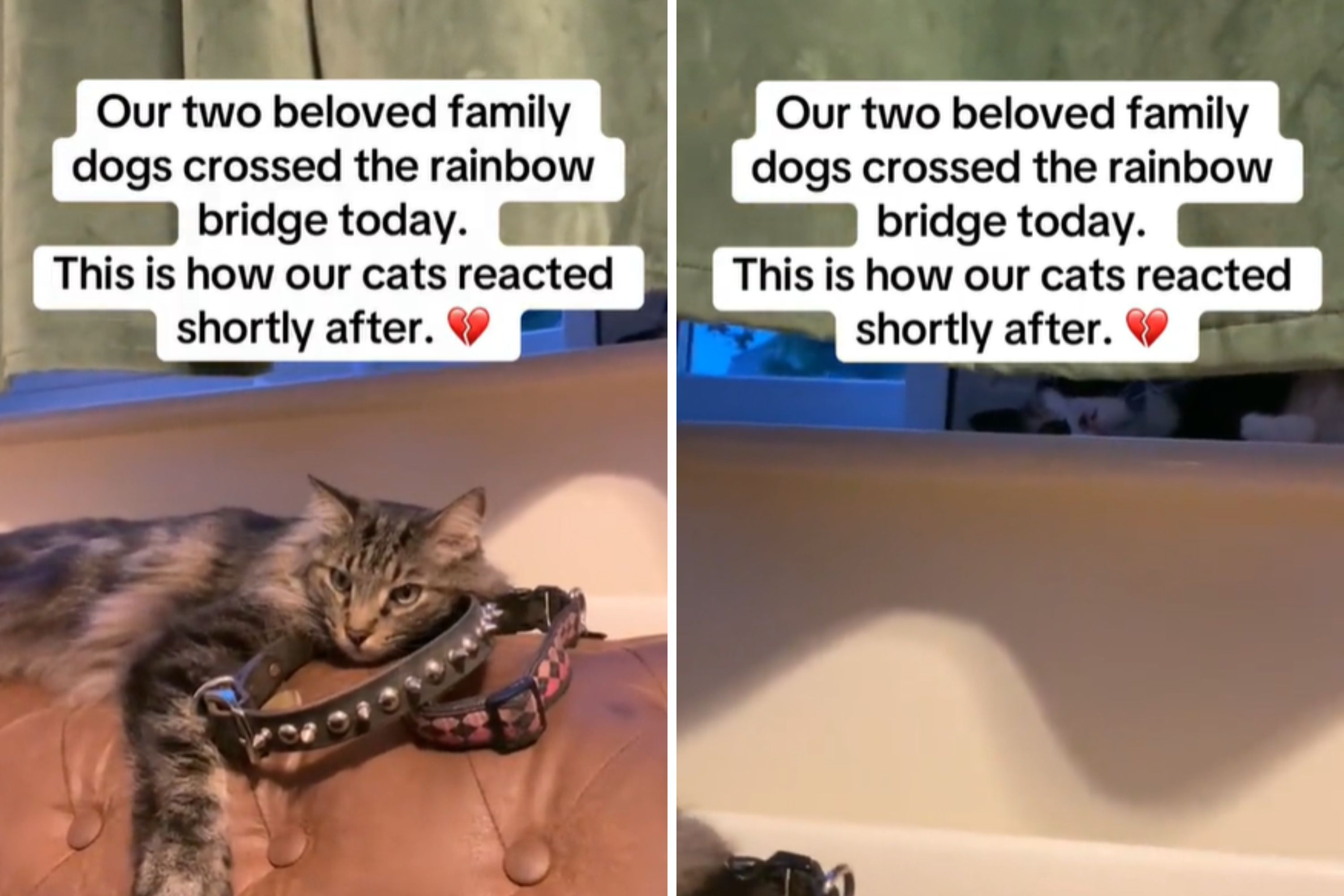 Tears As Cat Snuggles Up to Late Dogs' Collars: 'Breaks My Heart ...