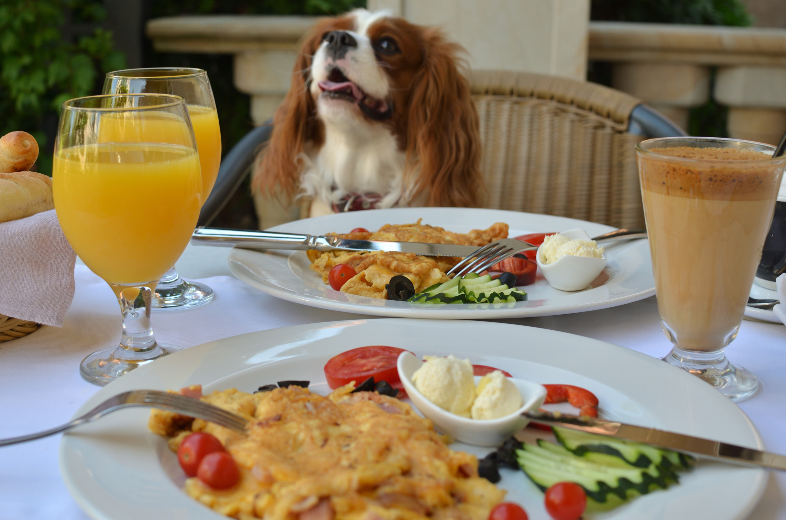 Laughter at Moment Dog Realizes She's Made Huge Mistake at Owner's ...