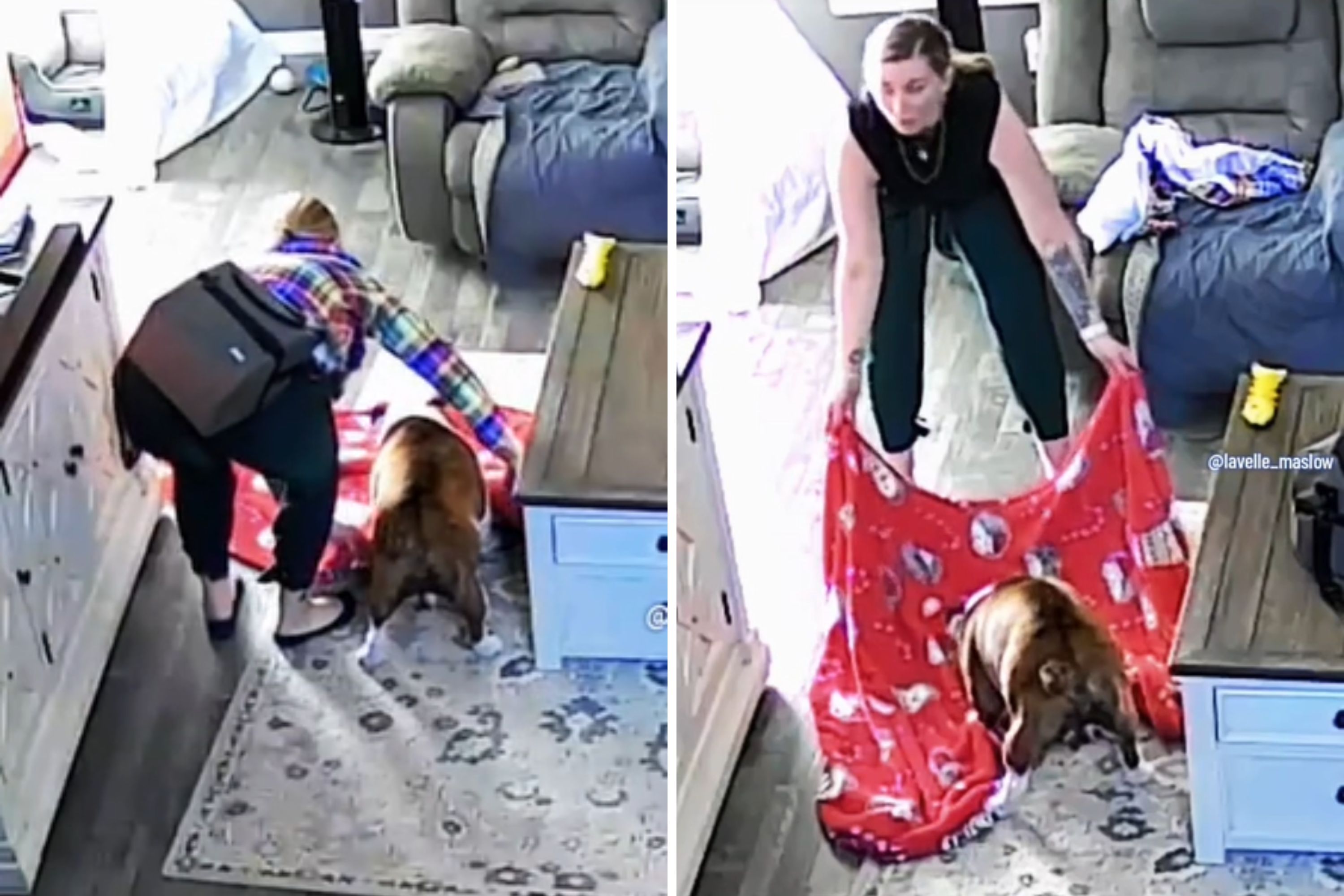 Woman Comes Home After 12-Hour Shift, Dog Greets Her in Worst Way Possible - Newsweek