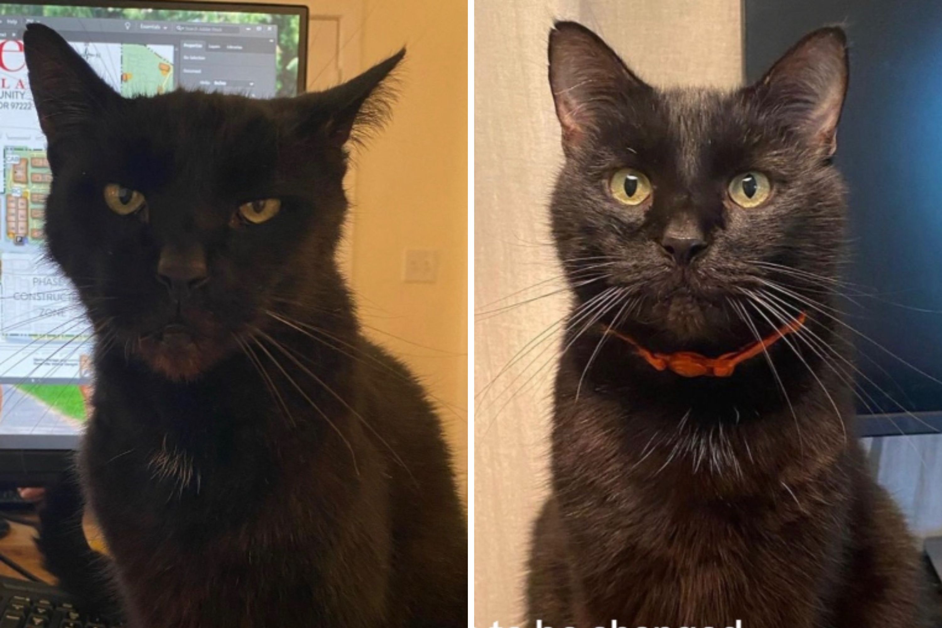 Before and After of Rescue Cat Is Proof Being Loved Transforms You ...