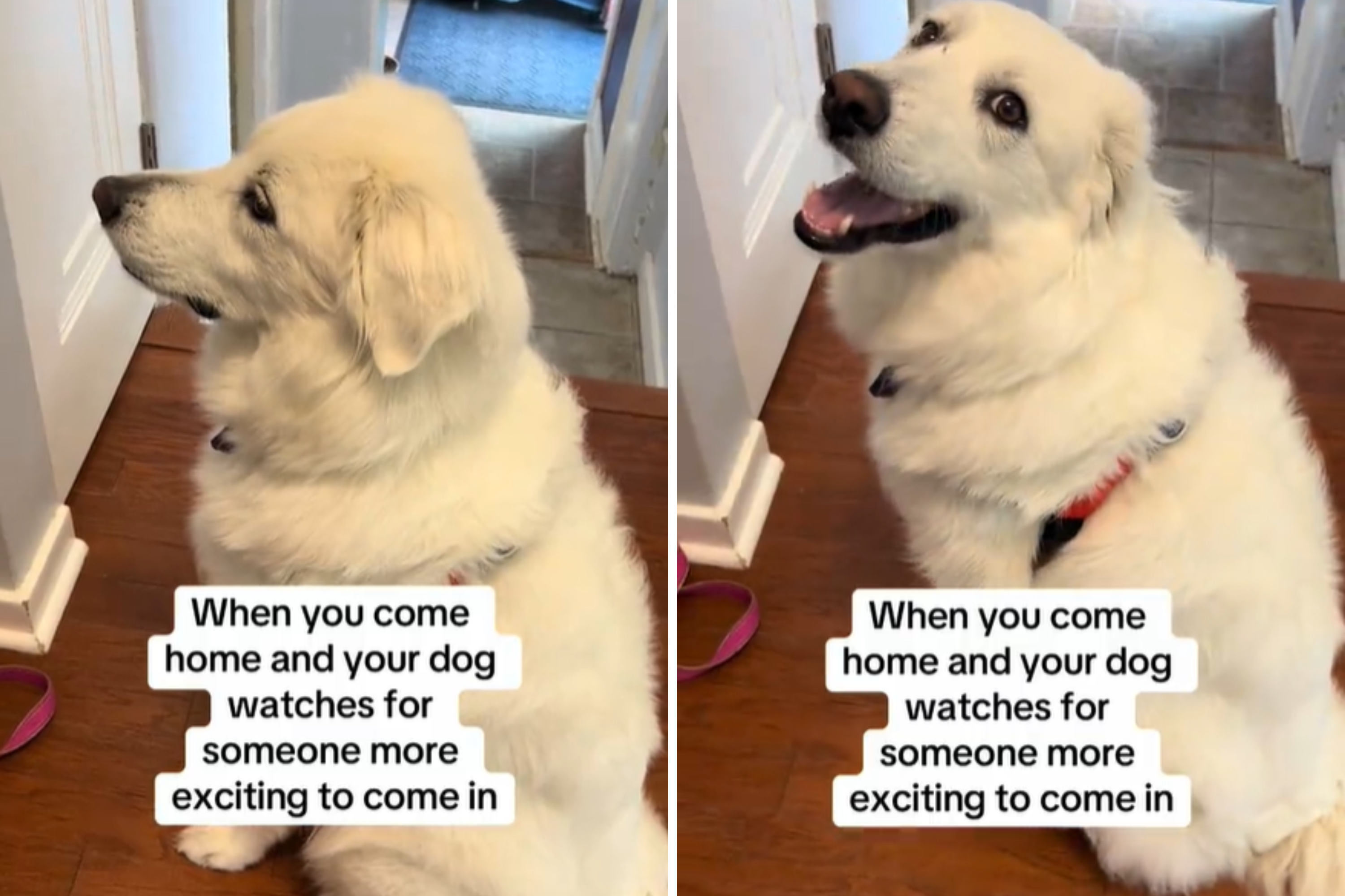 Great Pyrenees Has The Most Unenthusiastic Reaction To Mom Coming Home ...