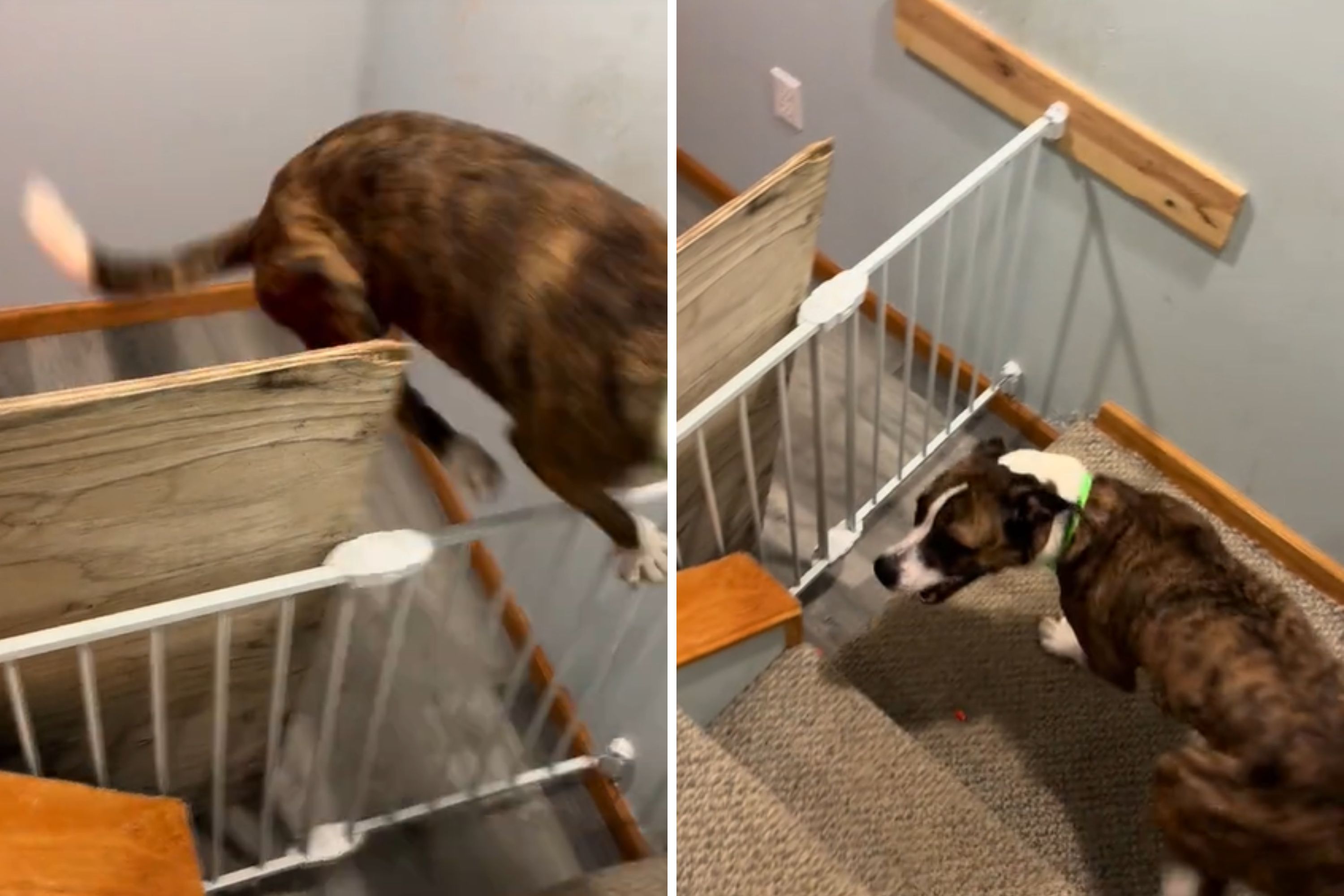 Woman Works Out How Rescue Dog Was Getting Over Gate—and Getting Wall ...