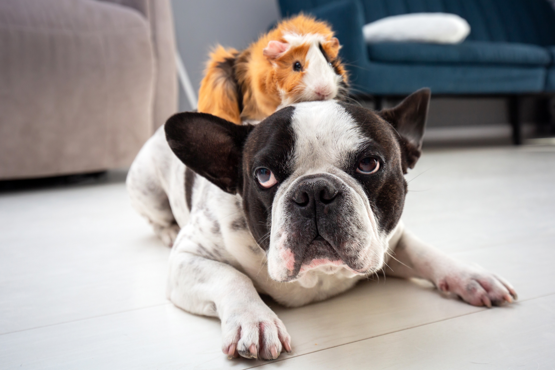 Hearts Melt as Dog Is 'Single Father' After Adopting Five Guinea Pigs ...