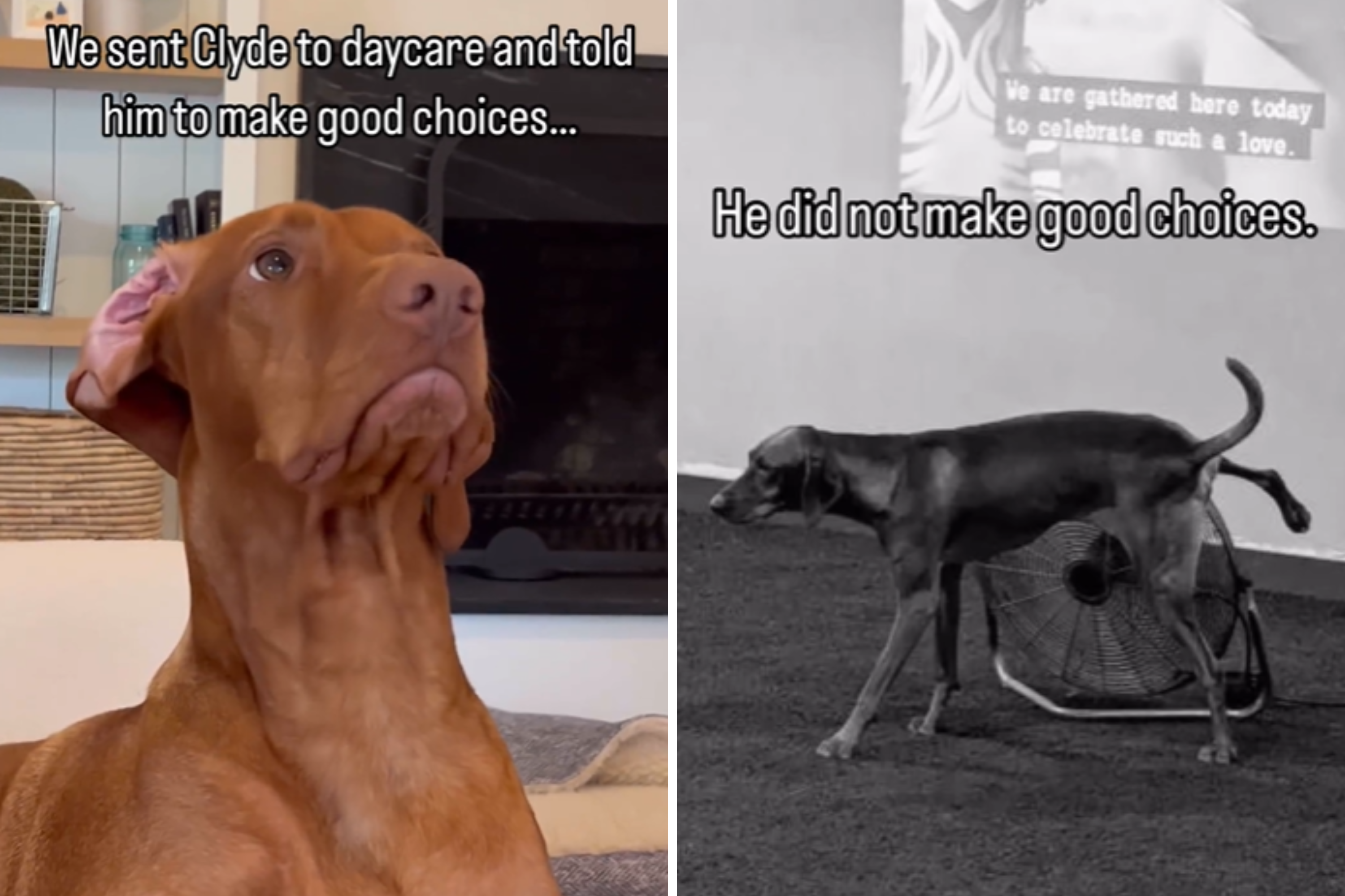 Vizsla Puppy Meme Tips For Owning A Vizsla Dog: Maximizing Joy And
