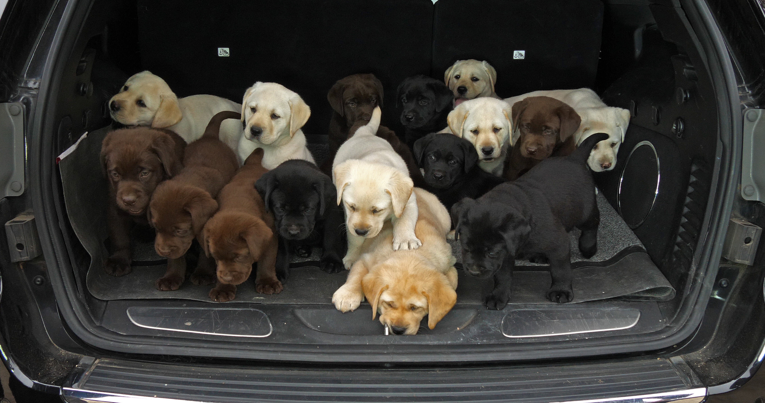 Laughter As 'Magician' Dog Walker Shows How Many Pets Fit in Smart Car ...