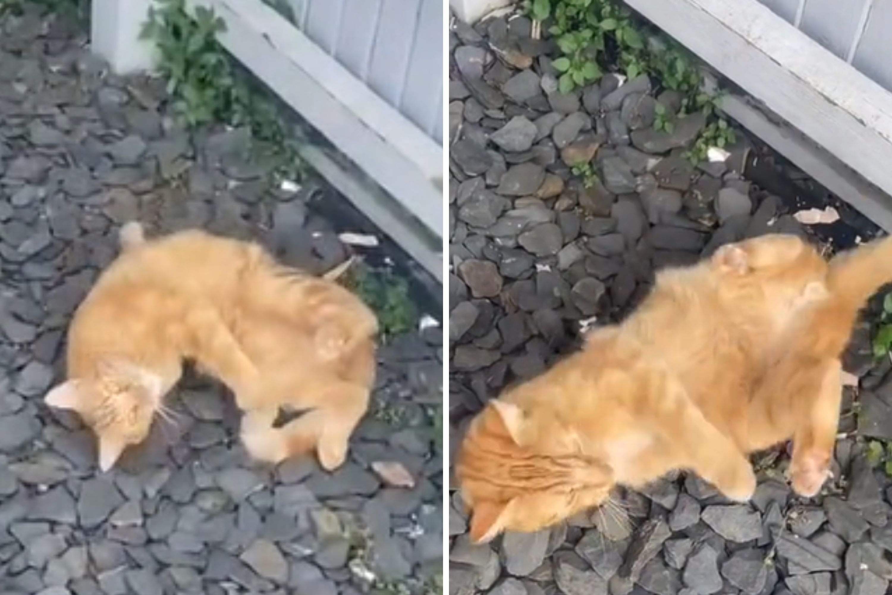Woman Catsitting for Friend Captures Heart-Stopping Moment on Camera ...