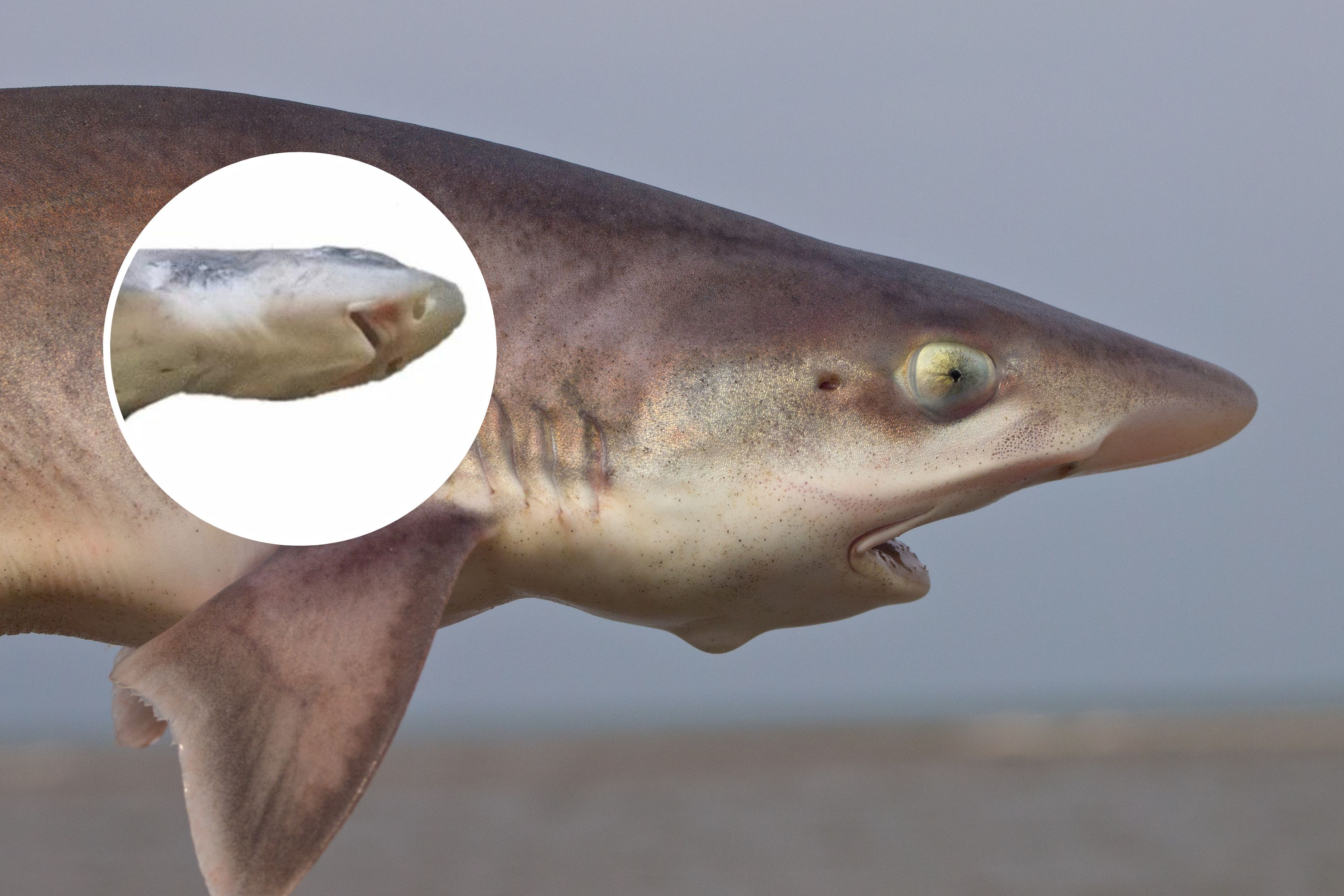 First Virgin Births Reported in Endangered Sharks - Newsweek