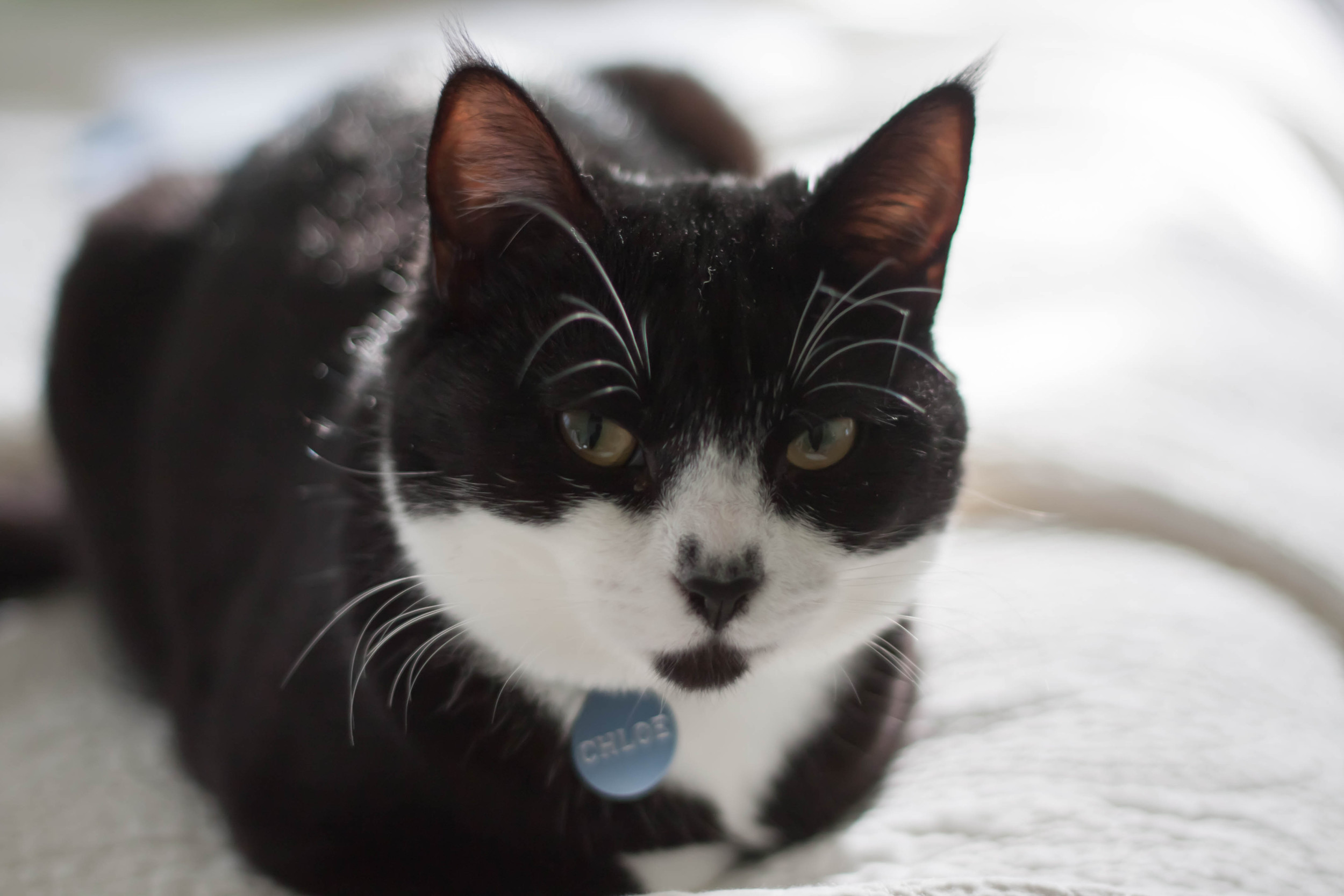 Cat Death Stare Cats, Designers, And A Hyper Sense Of Focus