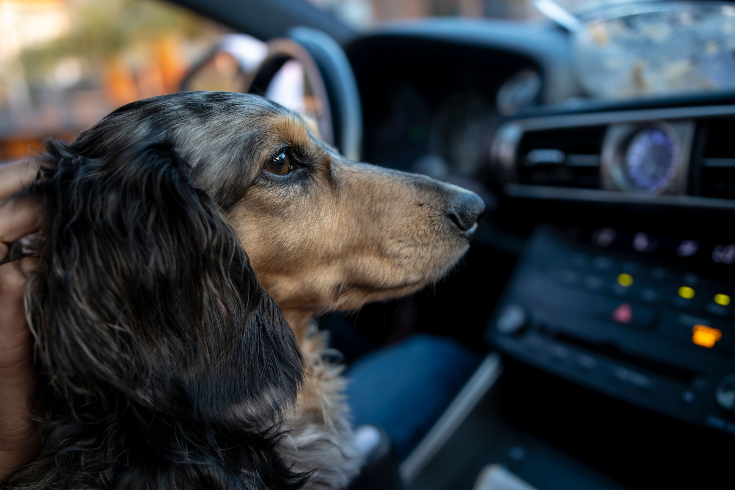 Crazy Dog Driving Car Dogs Driving Cars