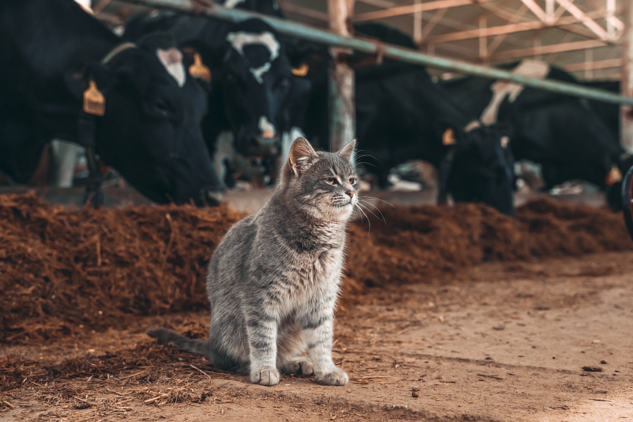 Barn Cat's Relationship With Fellow Farm Animals Melts Hearts - Newsweek