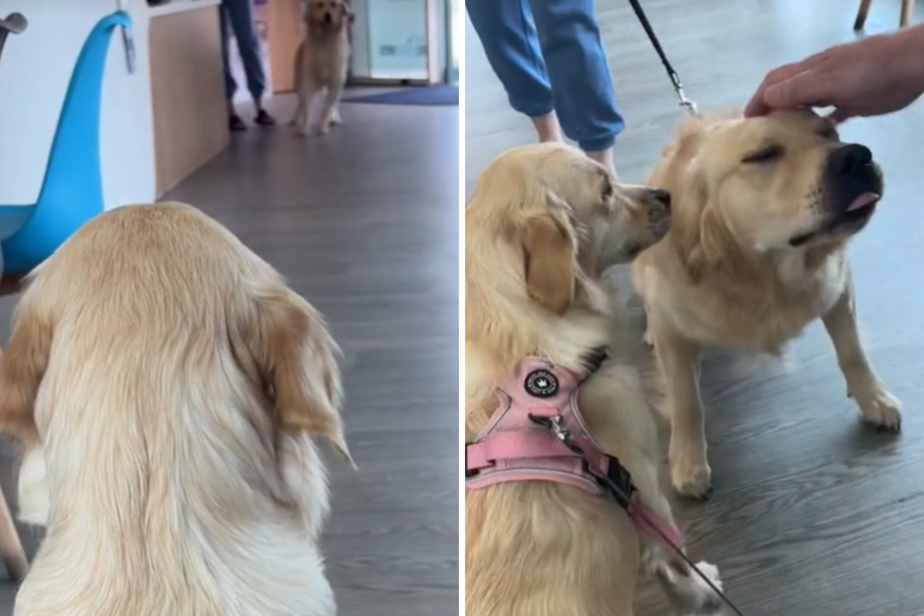 Frantic Owner Rushes Dog Doing 'Poorly' to Vet, Not Prepared for ...