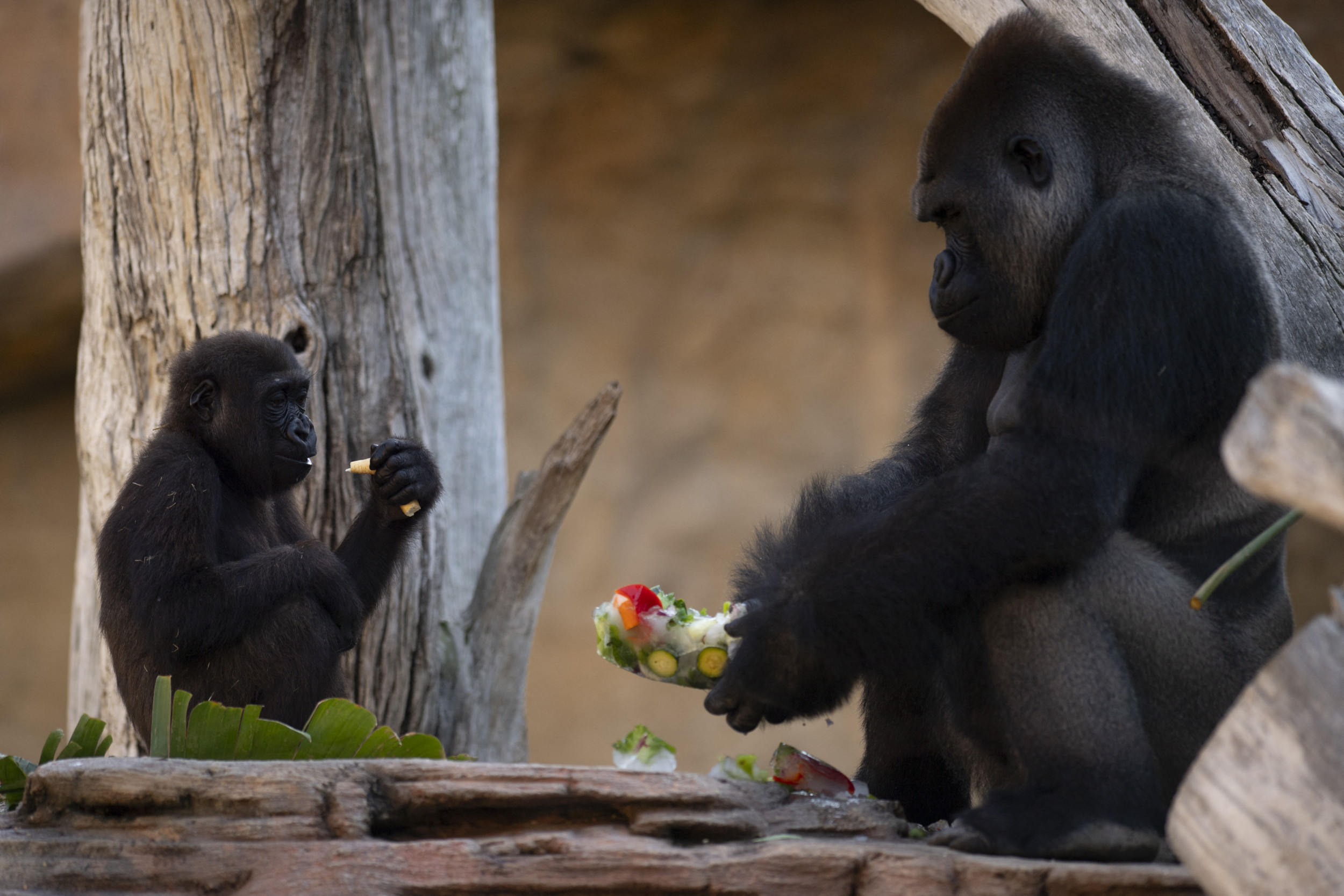 Baby Gorilla Born at Detroit Zoo for First Time in Zoo's History - Newsweek