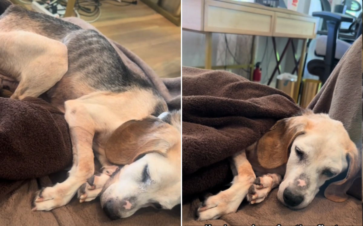 Beagle Abandoned Aged 10 in Horrific Condition: 'His Heart Was Broken ...