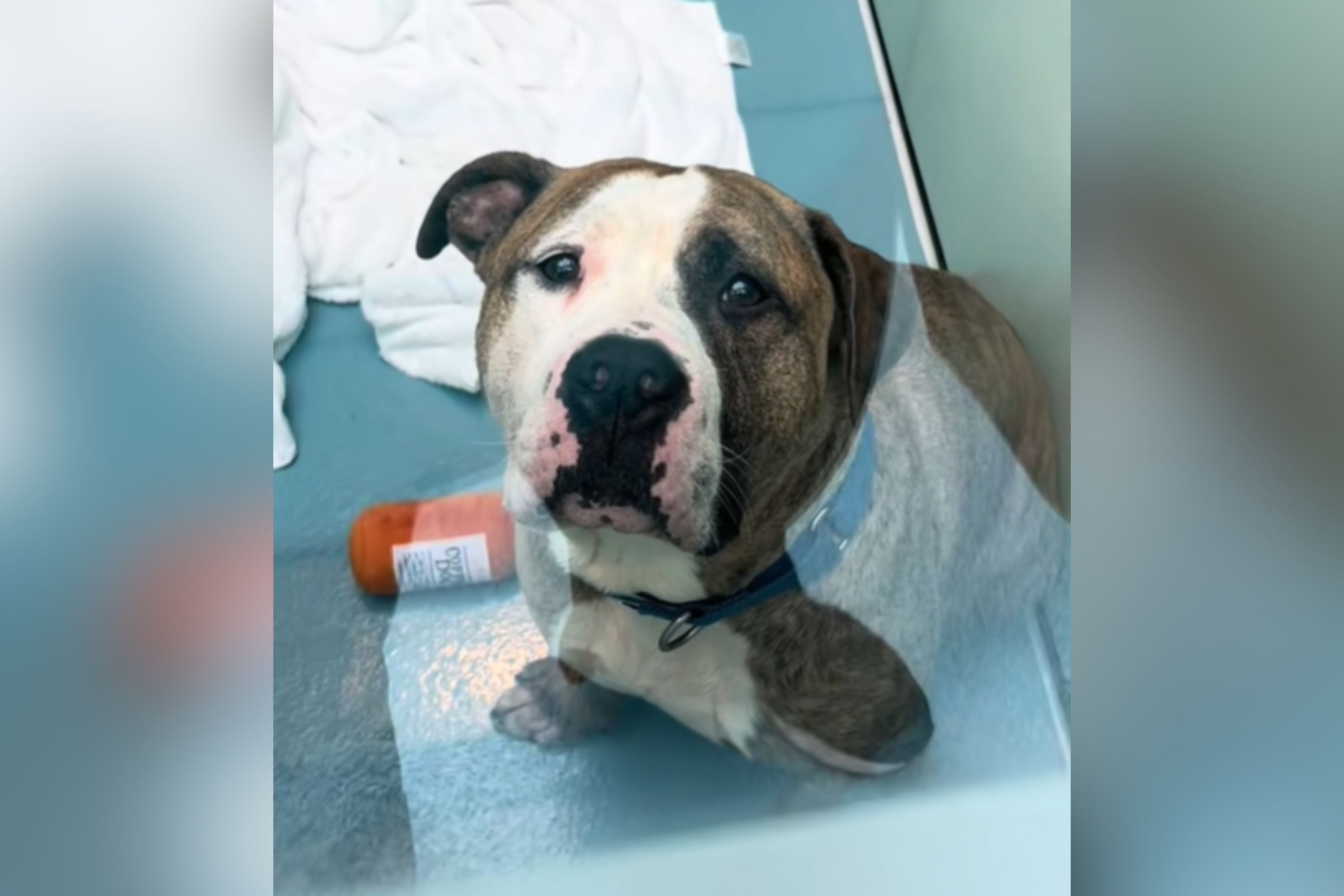 Internet Obsessed As Shelter Dog Uses 'Demure' Trend To Try To Get ...