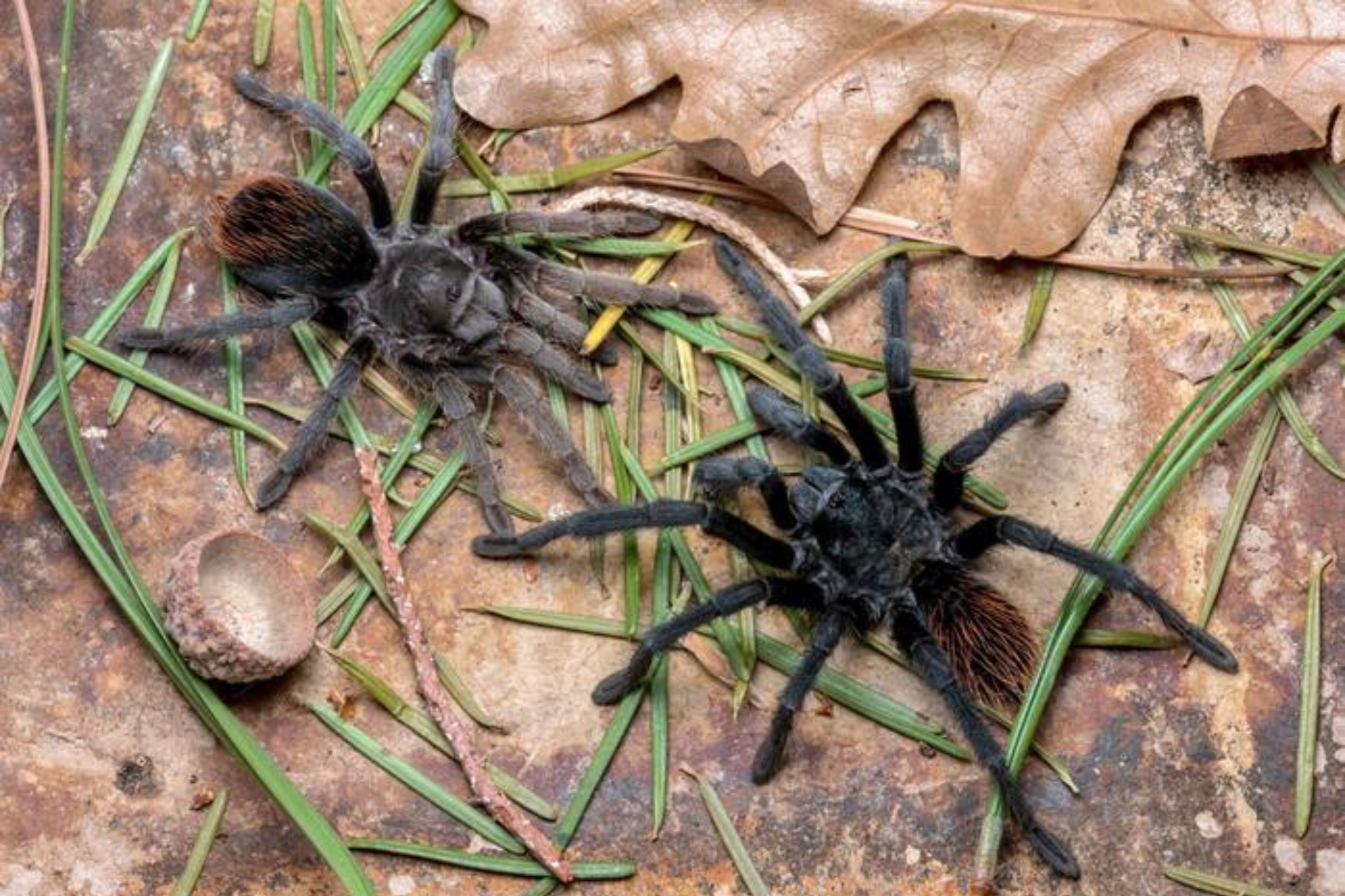 Three New Tarantula Species Discovered In South America
