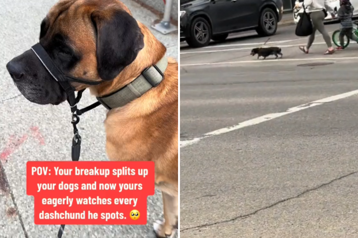 Tears for Dog Separated From Sibling After Owners Break-Up: 'Toughest ...