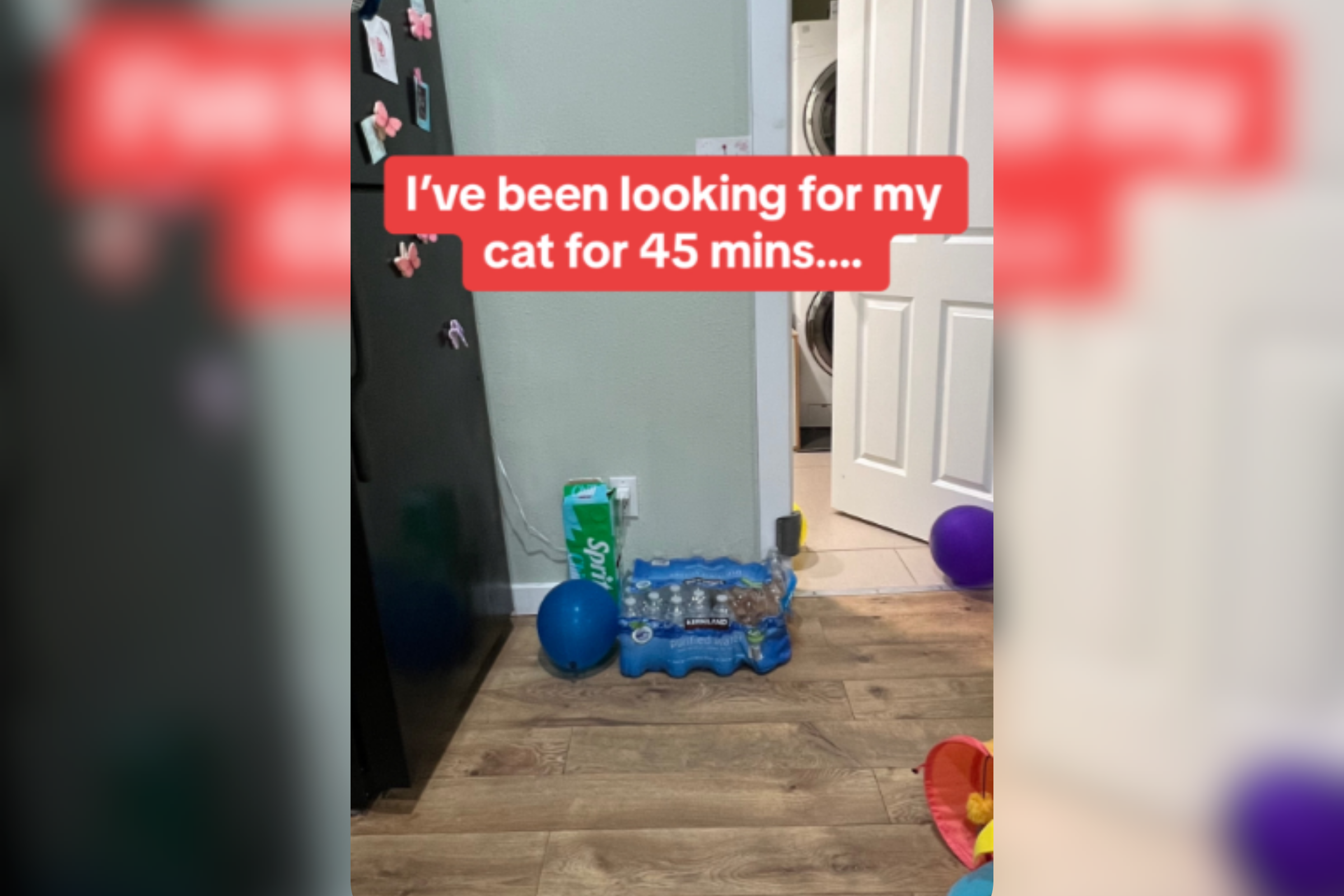Owner Spends 45 Minutes Searching for Cat—Can't Believe Where He's ...