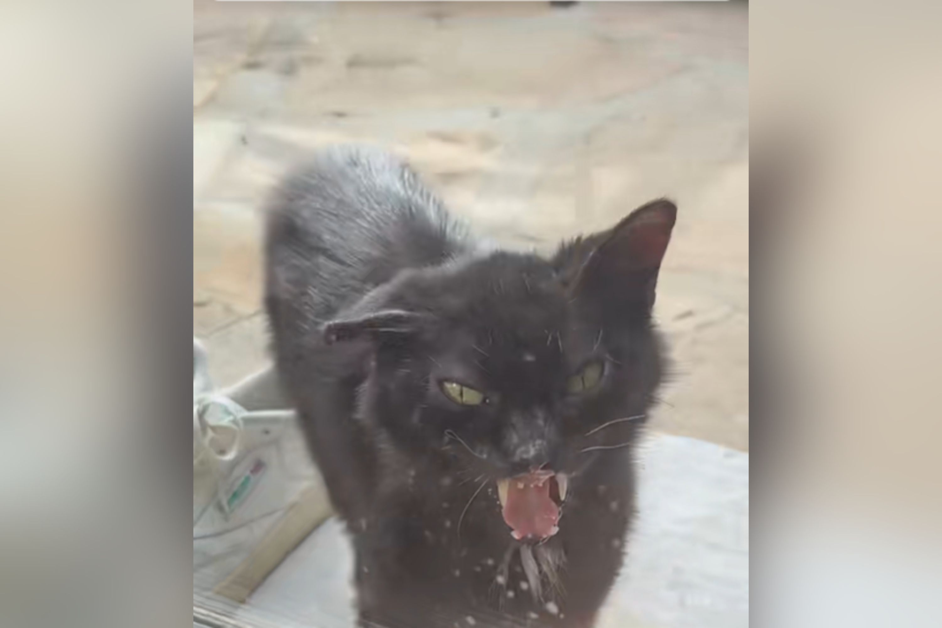 Sick Stray Cat Transformed Into Fluffy and Beloved Pet: 'To Be Loved ...