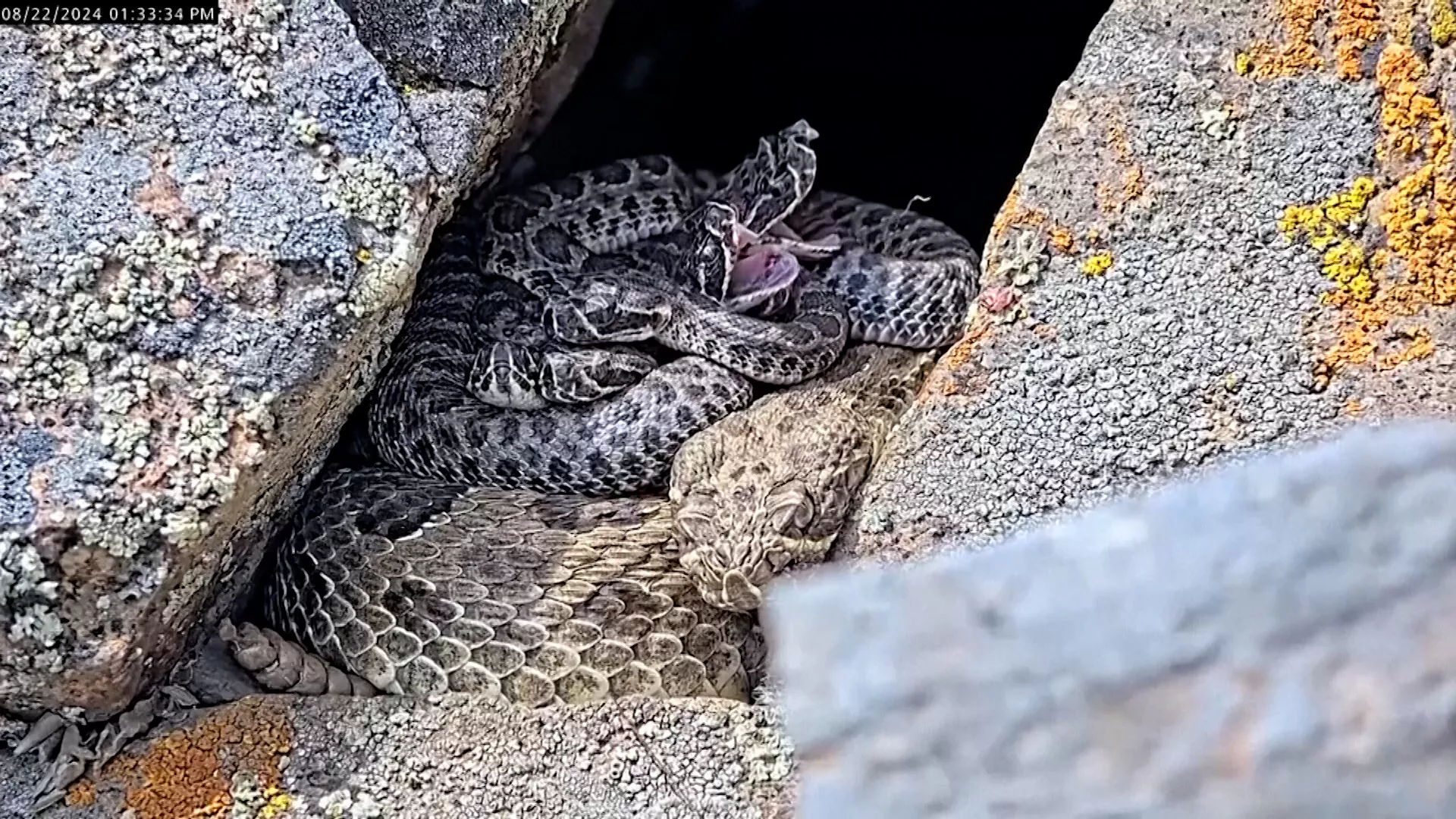 Colorado Snakes
