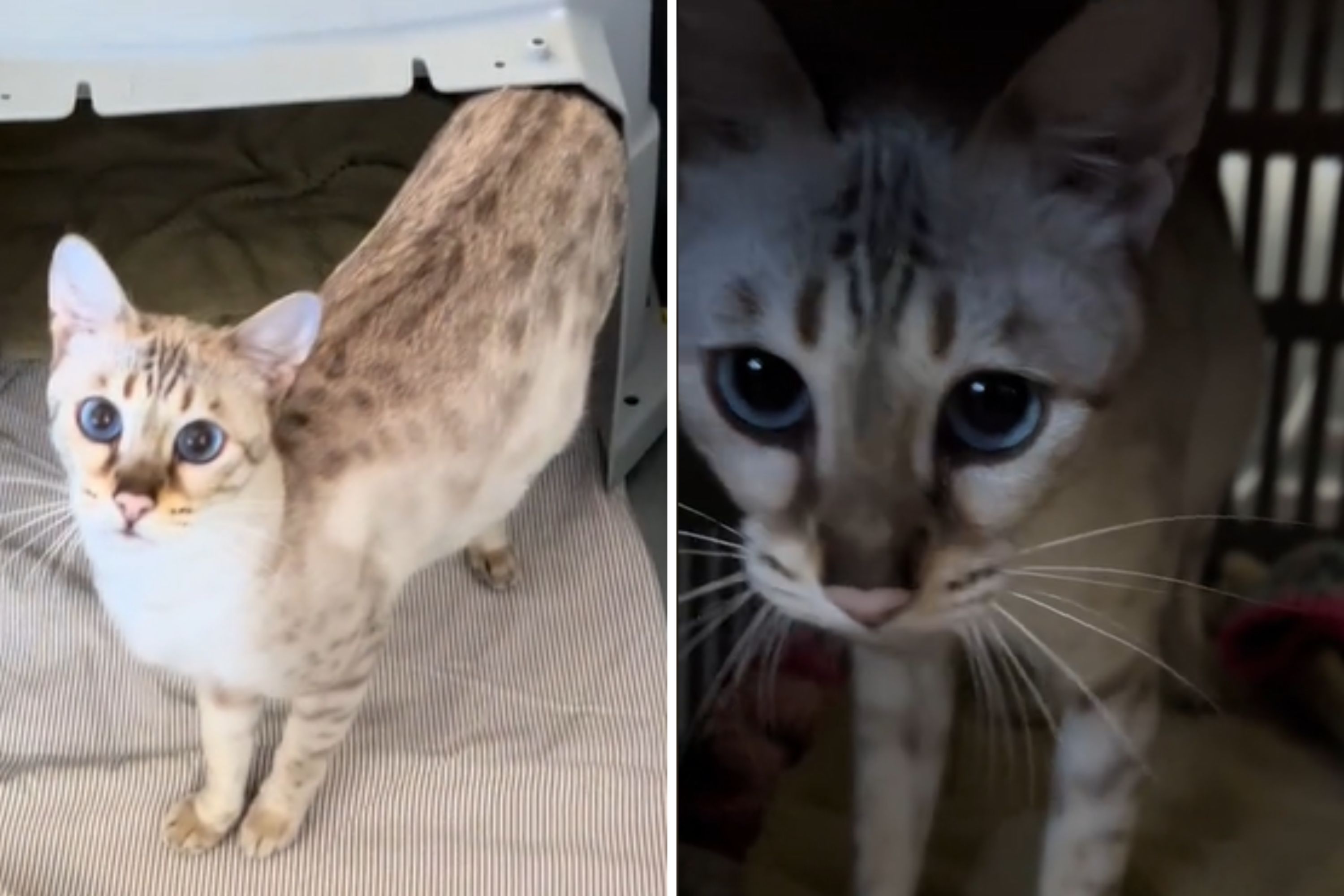 Watch Touching Moment Pregnant Cat 'Asks for Help' Delivering Her ...