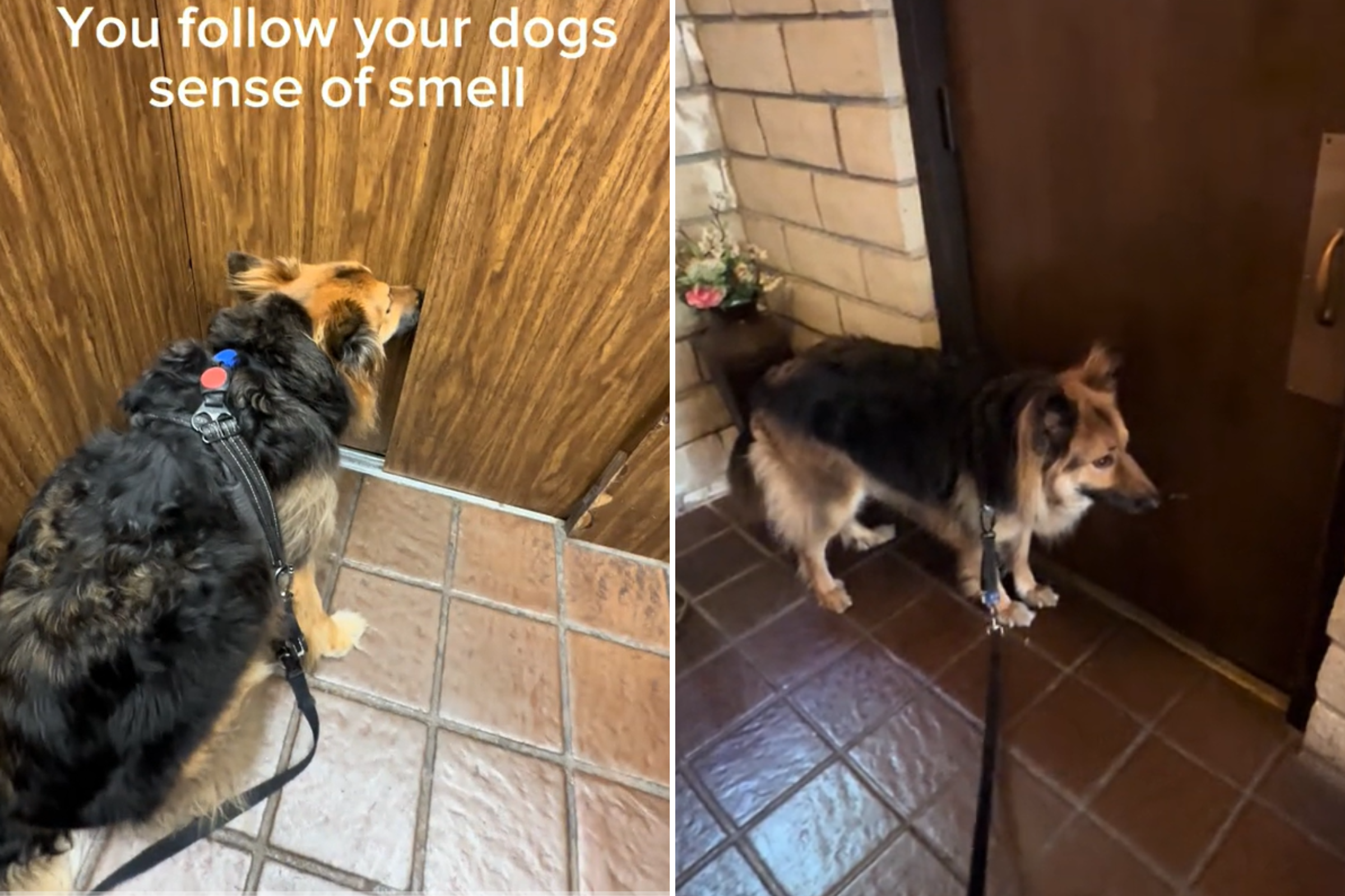 Owner Tests Dog's Sense of Smell, Blows Internet Away With Results ...