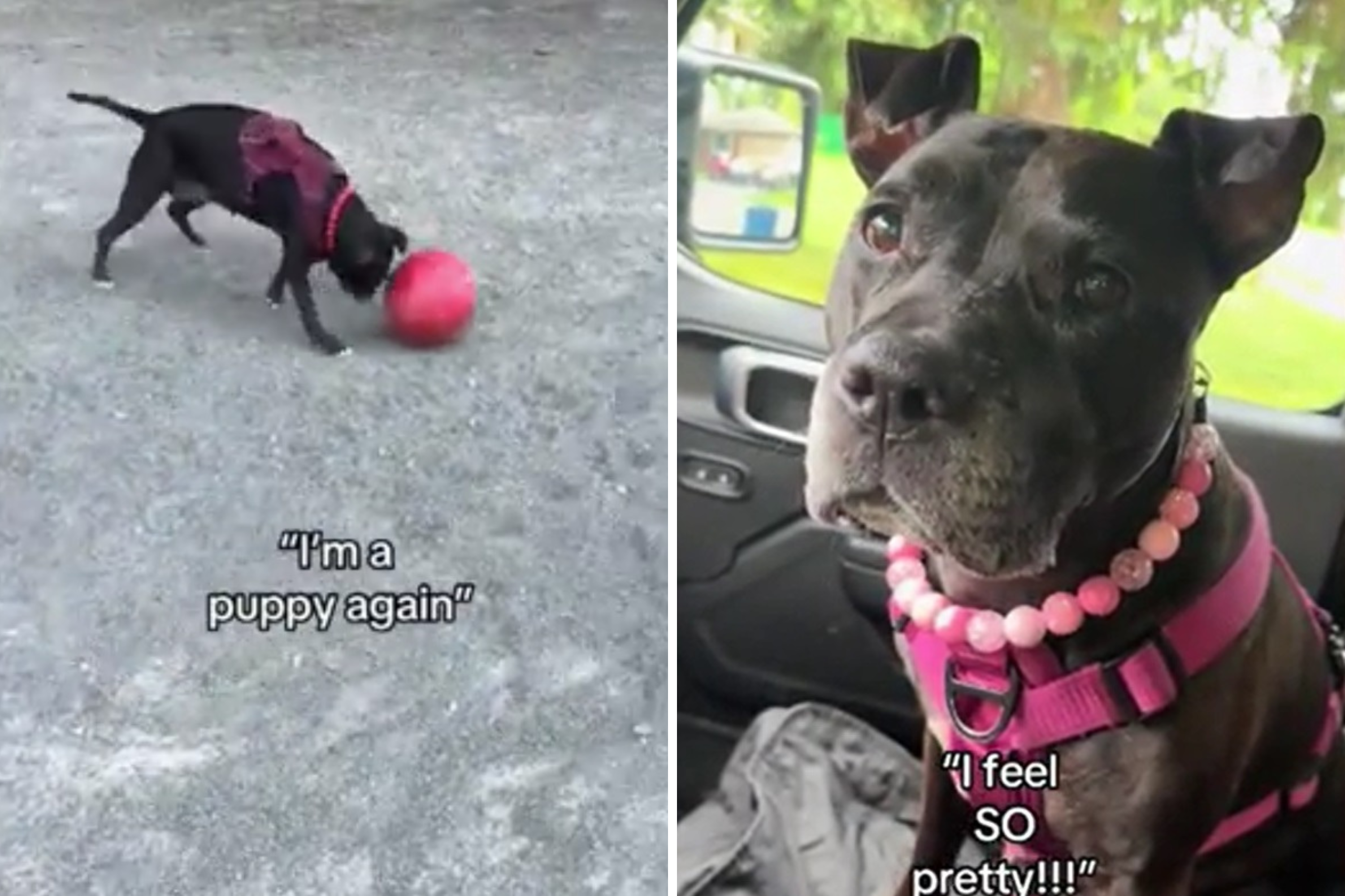 Senior Shelter Dog Gets Second Chance, Becomes 'Puppy Again' - Newsweek