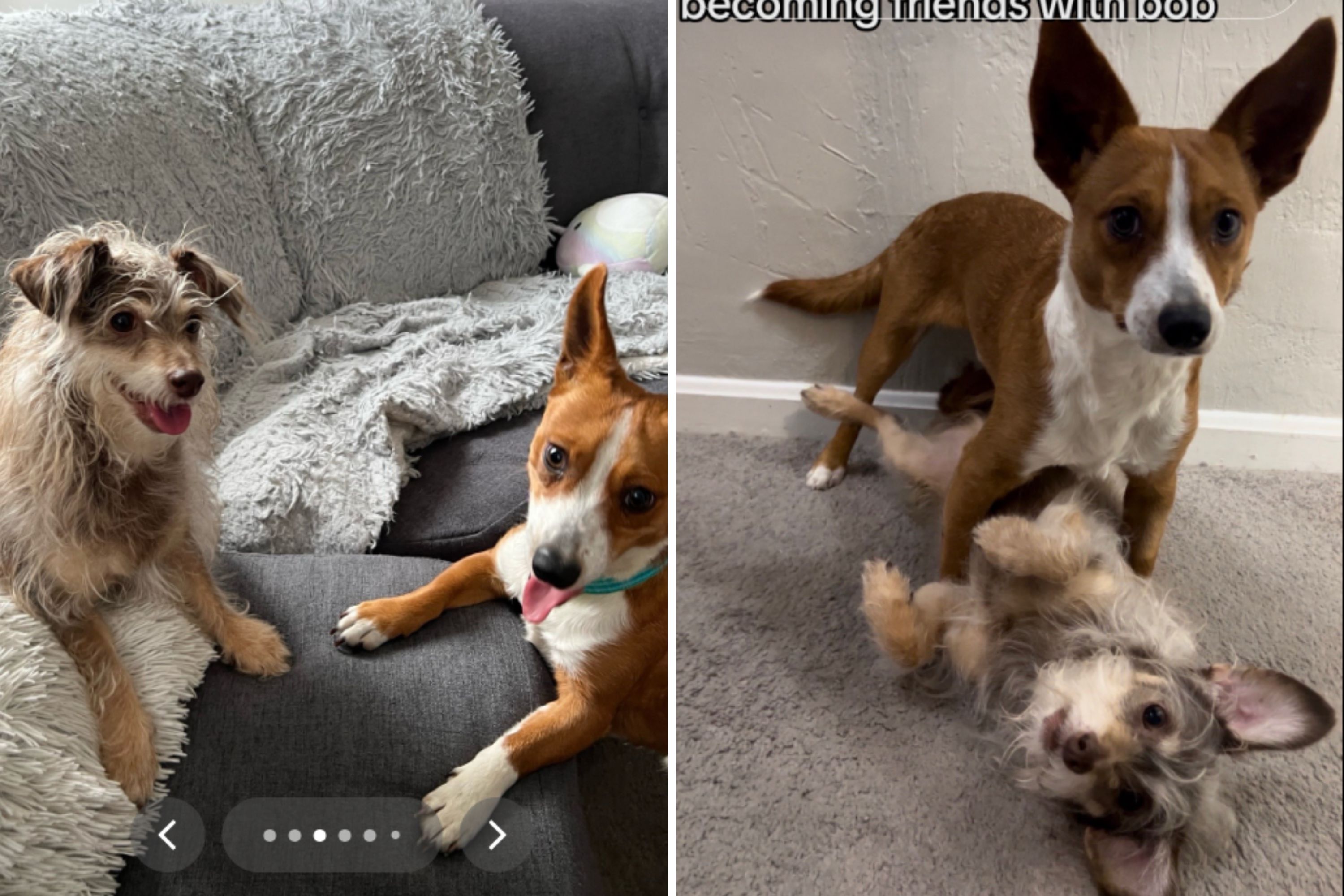 Woman Fosters Pup for Her Dog to Have Friend, He Becomes New Family ...