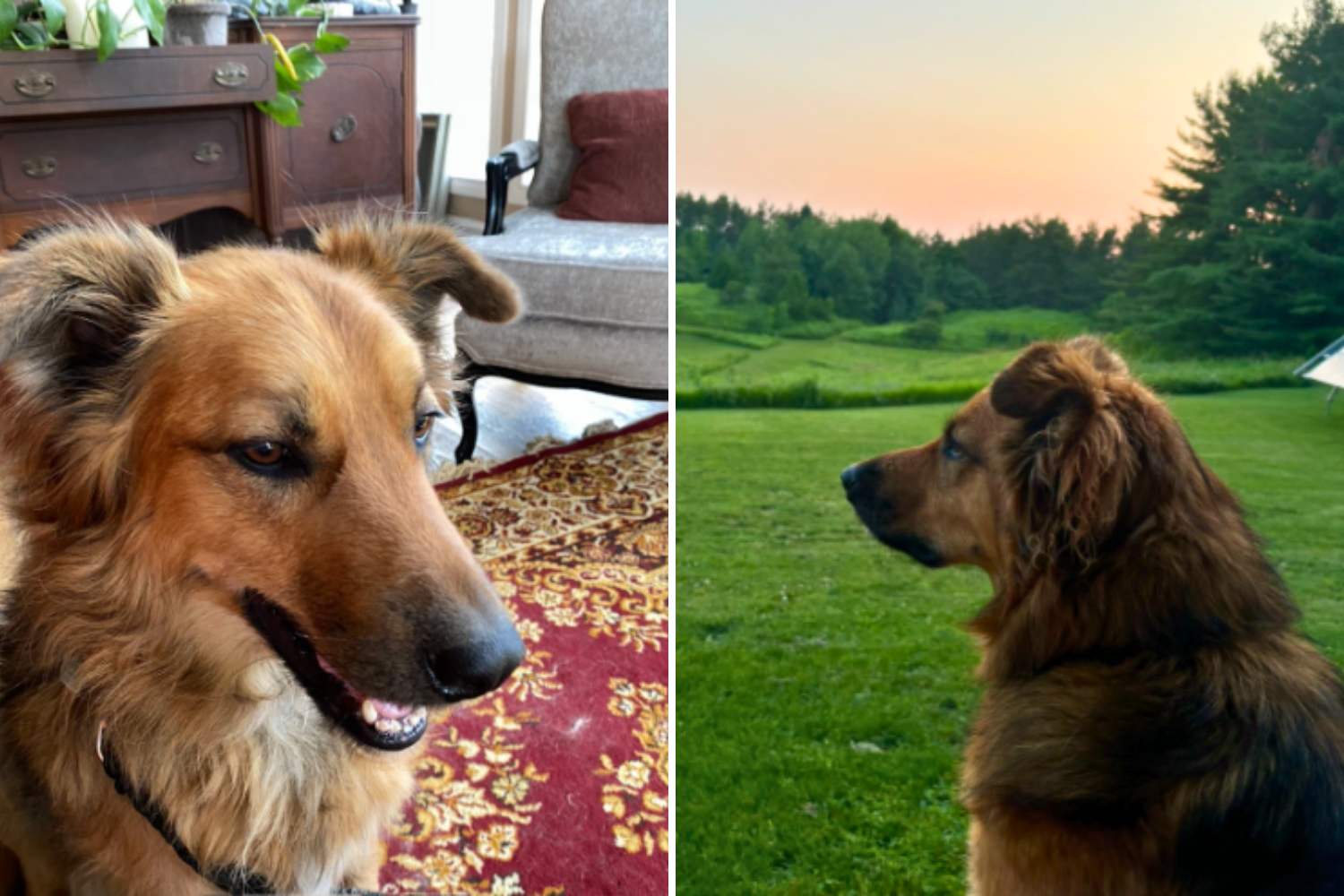 Rescue Dog Singing His Heart Out to Classical Tune Wins Pet of the Week ...