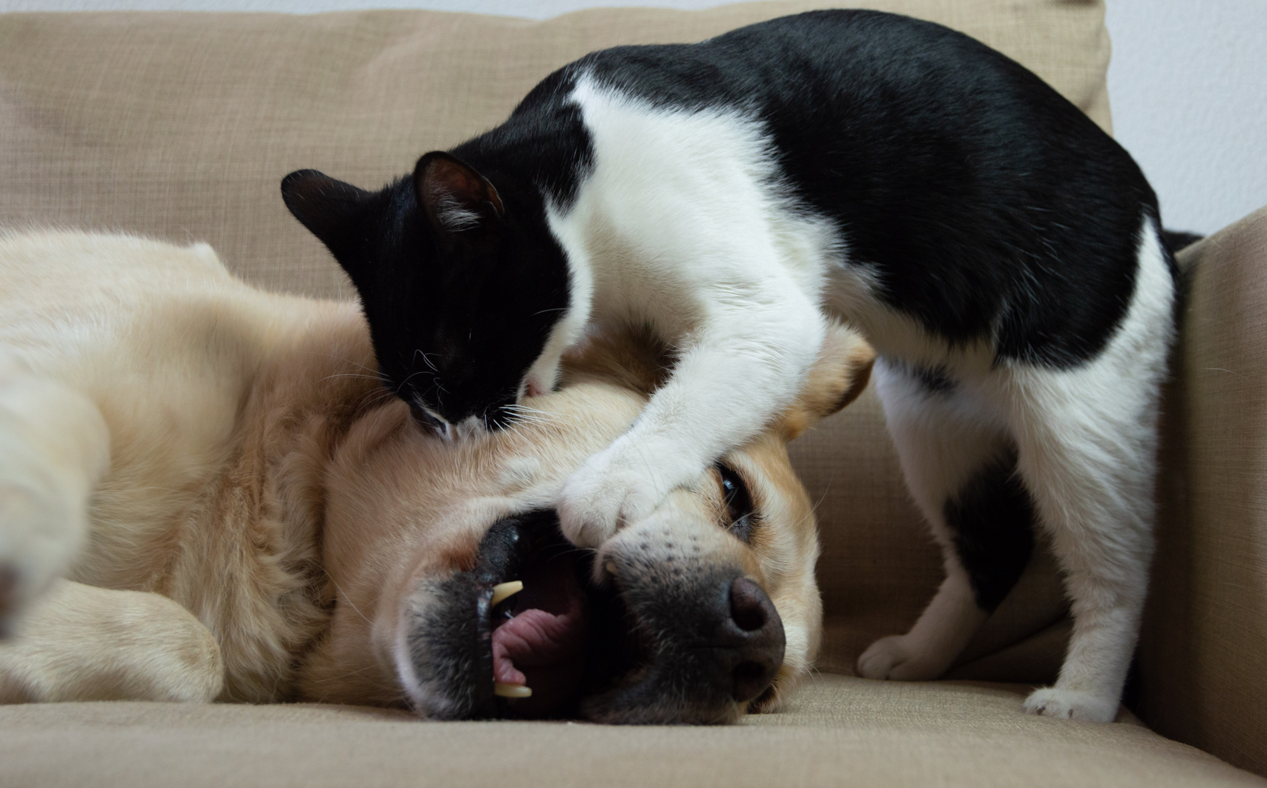 Tears at Cat's Reaction to Being Reunited With Sibling Dog After 9 Days ...