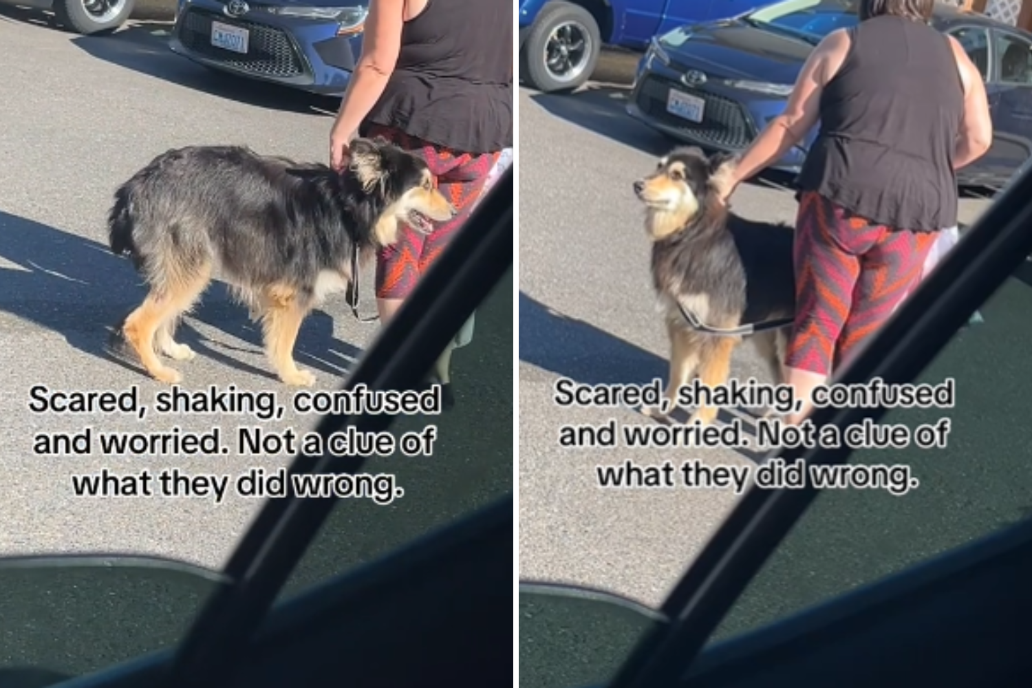 Watch Heartbreaking Moment 'Scared, Shaking' Dog Is Surrendered to ...