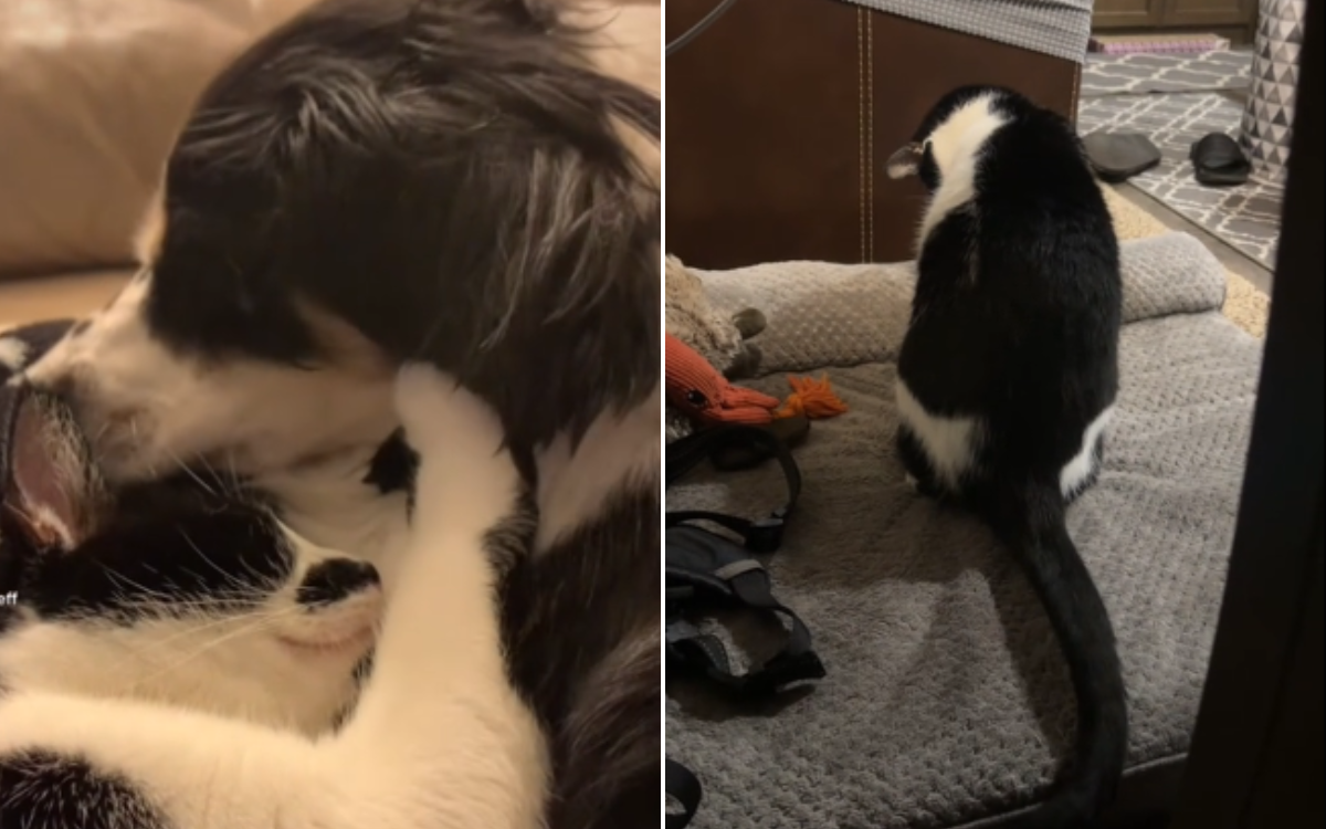 Heartbreaking Moment Cat Realizes Dog 'Brother' is Gone, Starts to ...