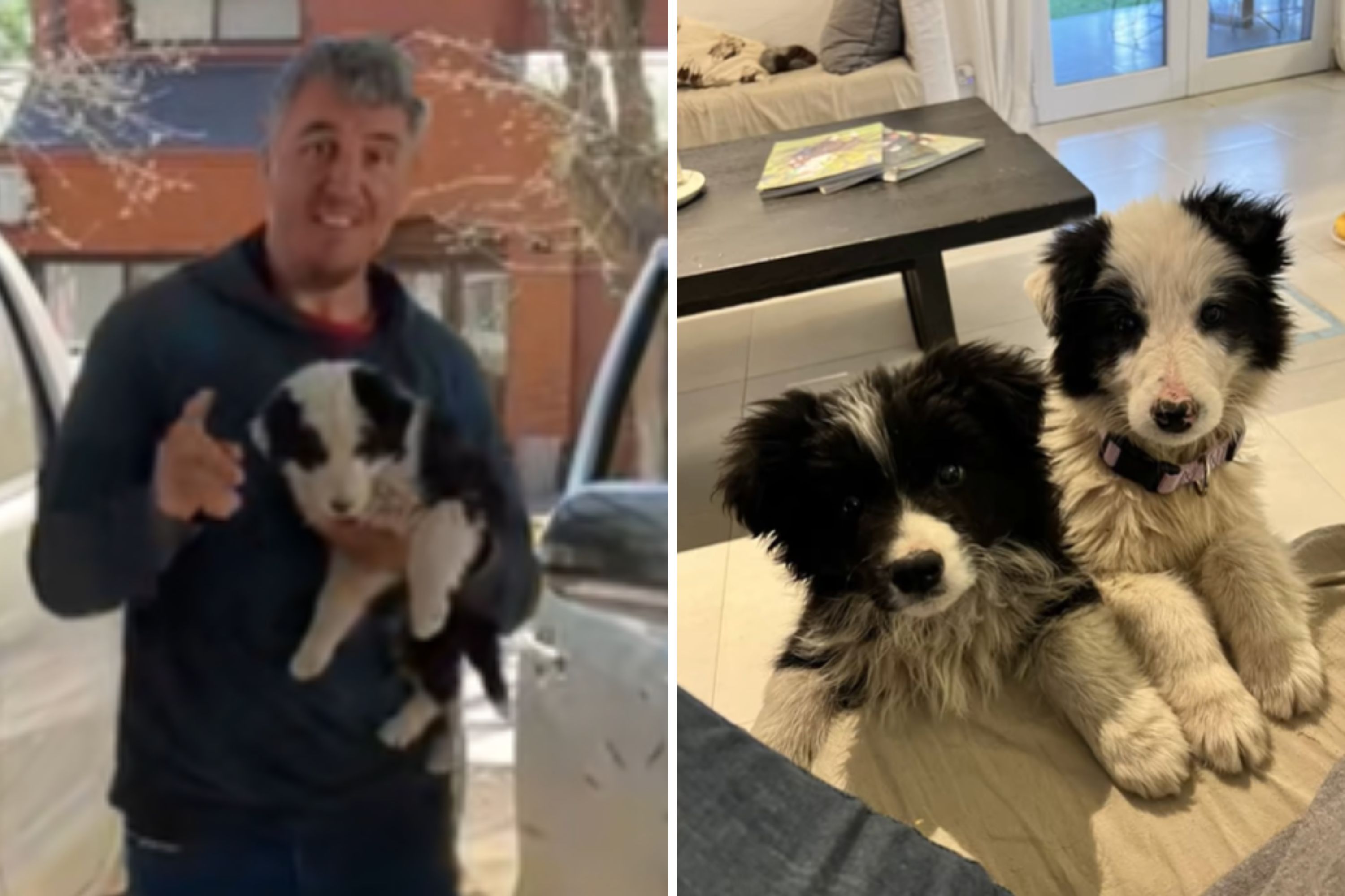 Man Adopts Puppy, Comes Back With Two As He 'Couldn't Leave' Brother ...